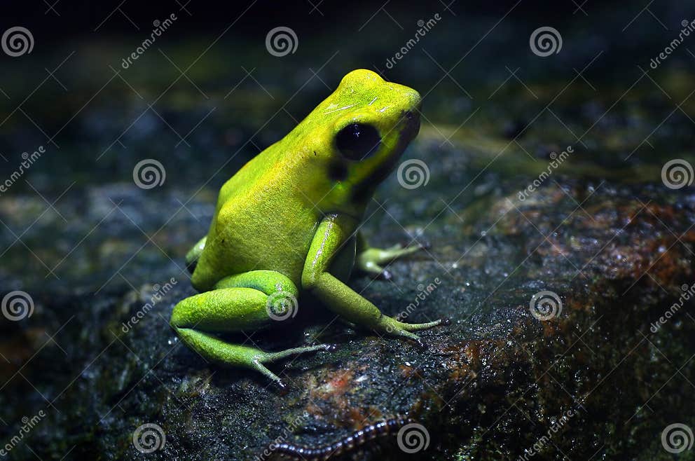Lemon stock image. Image of closeup, frogs, bright, croaking - 2440595