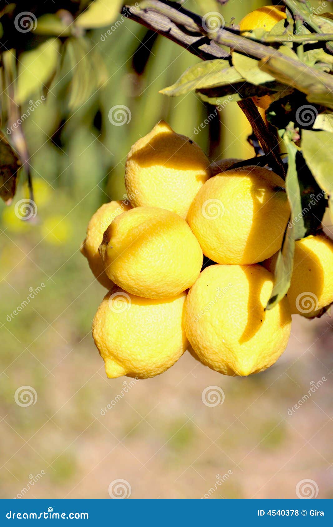 Lemon stock photo. Image of food, farm, plantation, tree - 4540378