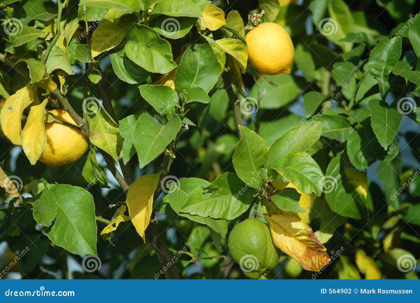 Lemon stock photo. Image of california, fruit, lemon, leaves - 564902