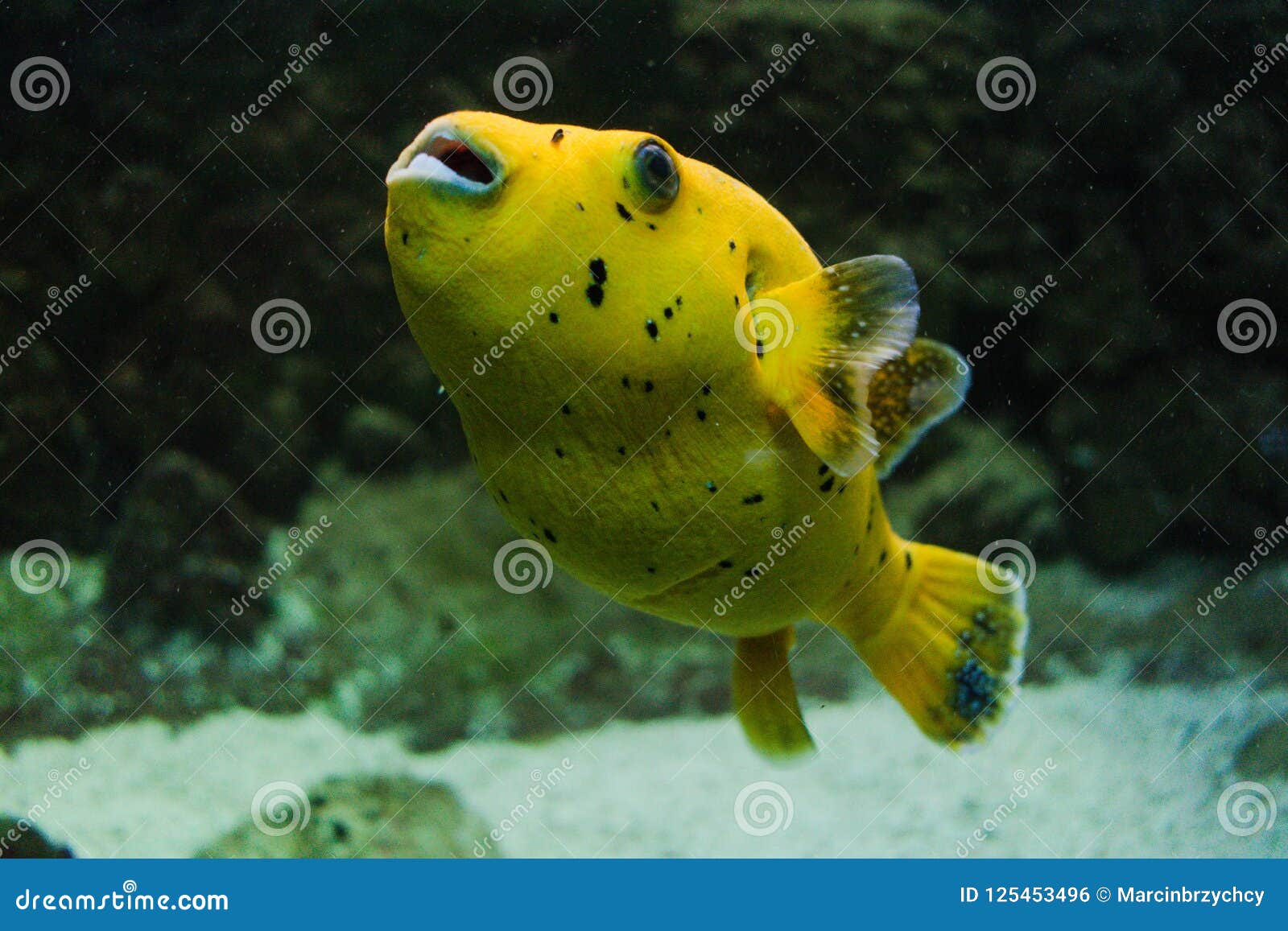 Lemon Arothron yellow fish stock photo. Image of blow - 125453496