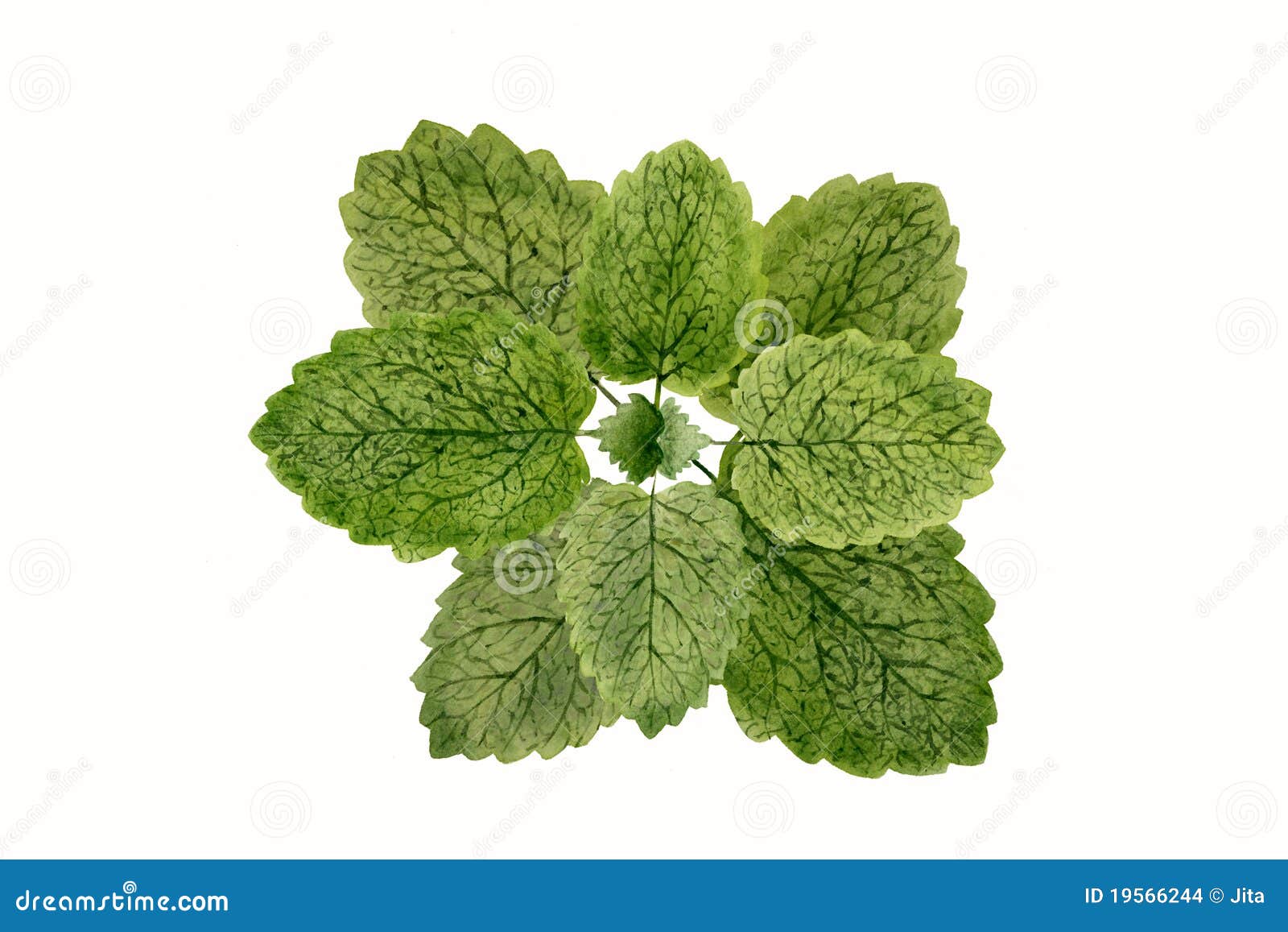 Lemon Balm Aka Melissa Officinalis Sketch On Elegant Lace Background ...