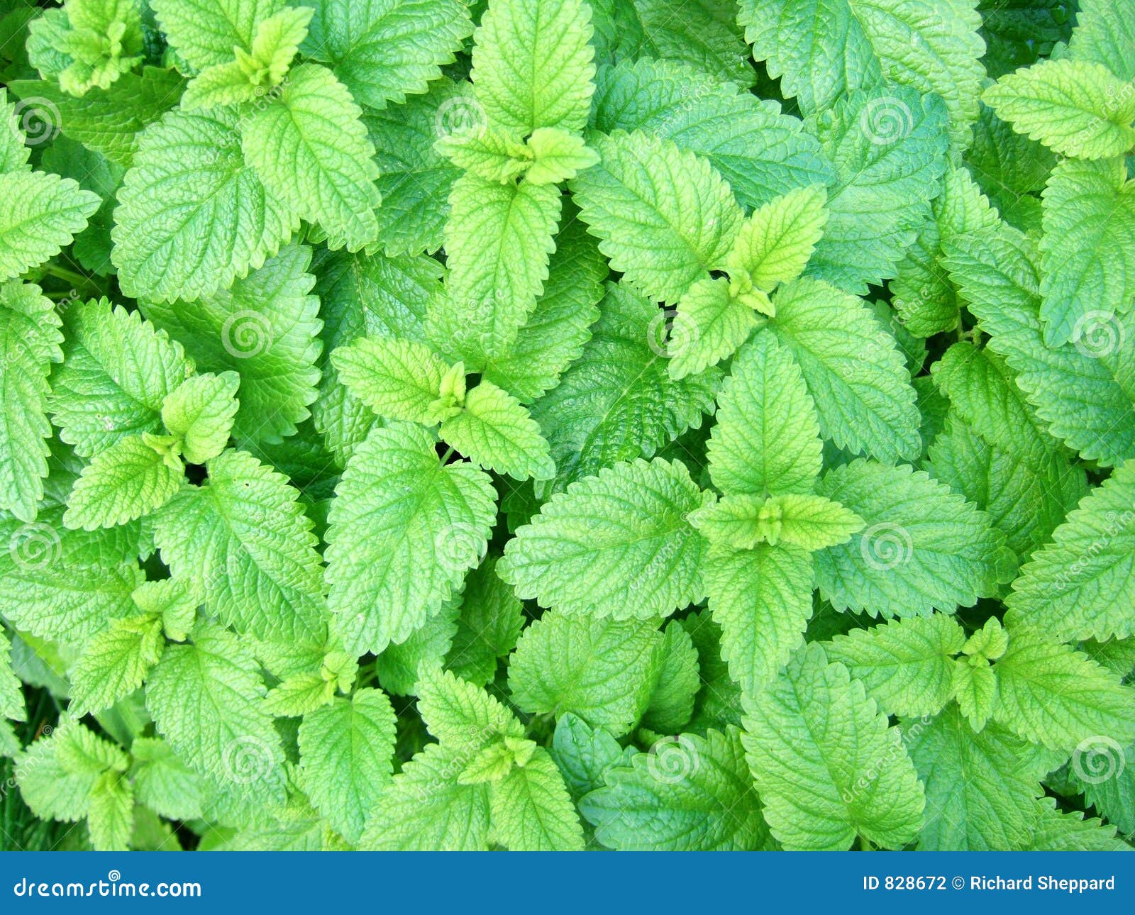 Lemon Balm, Melissa Officinalis, Group Of Mint Balm Fresh Plants ...