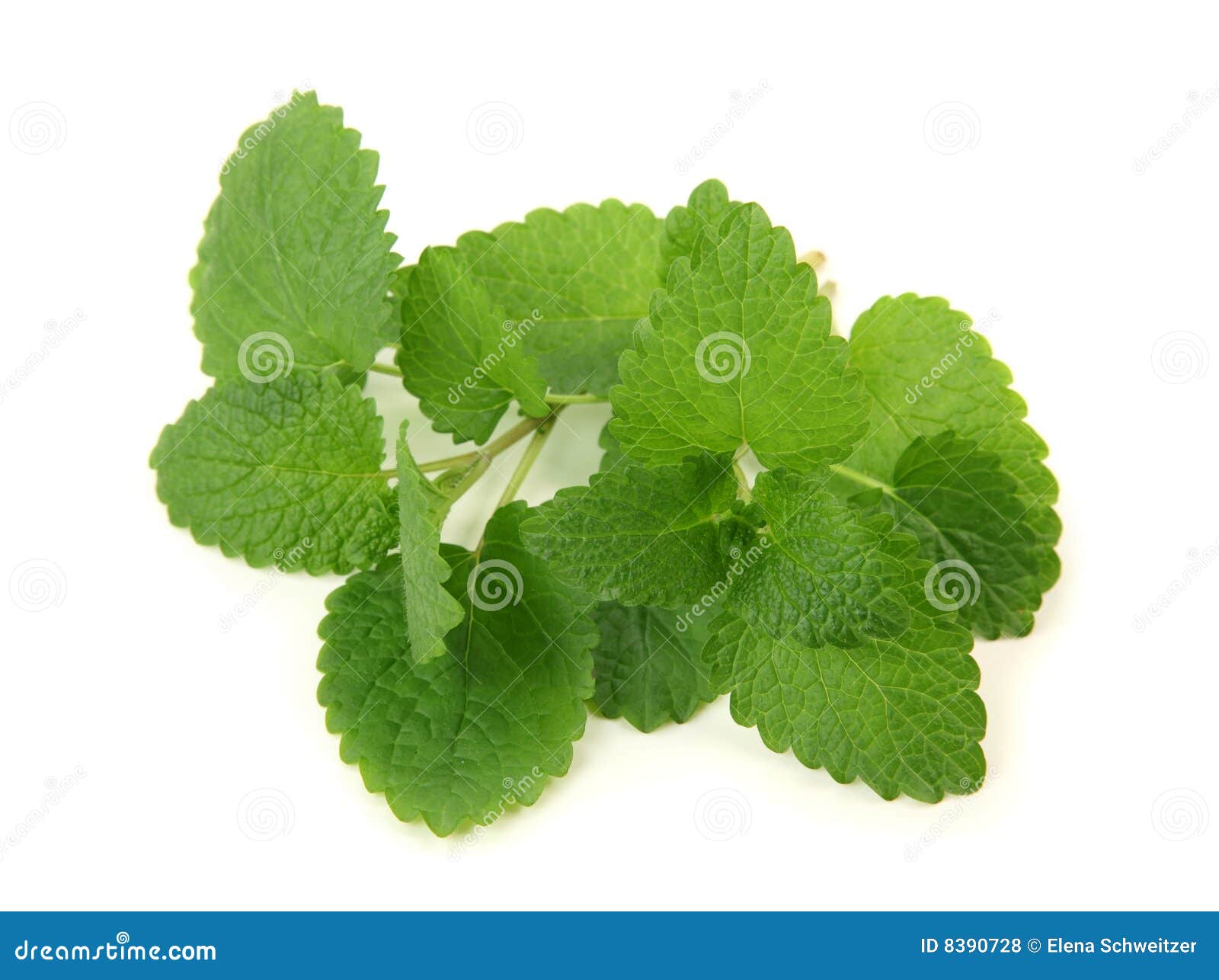 Lemon Balm, Melissa Officinalis, Group Of Mint Balm Fresh Plants ...
