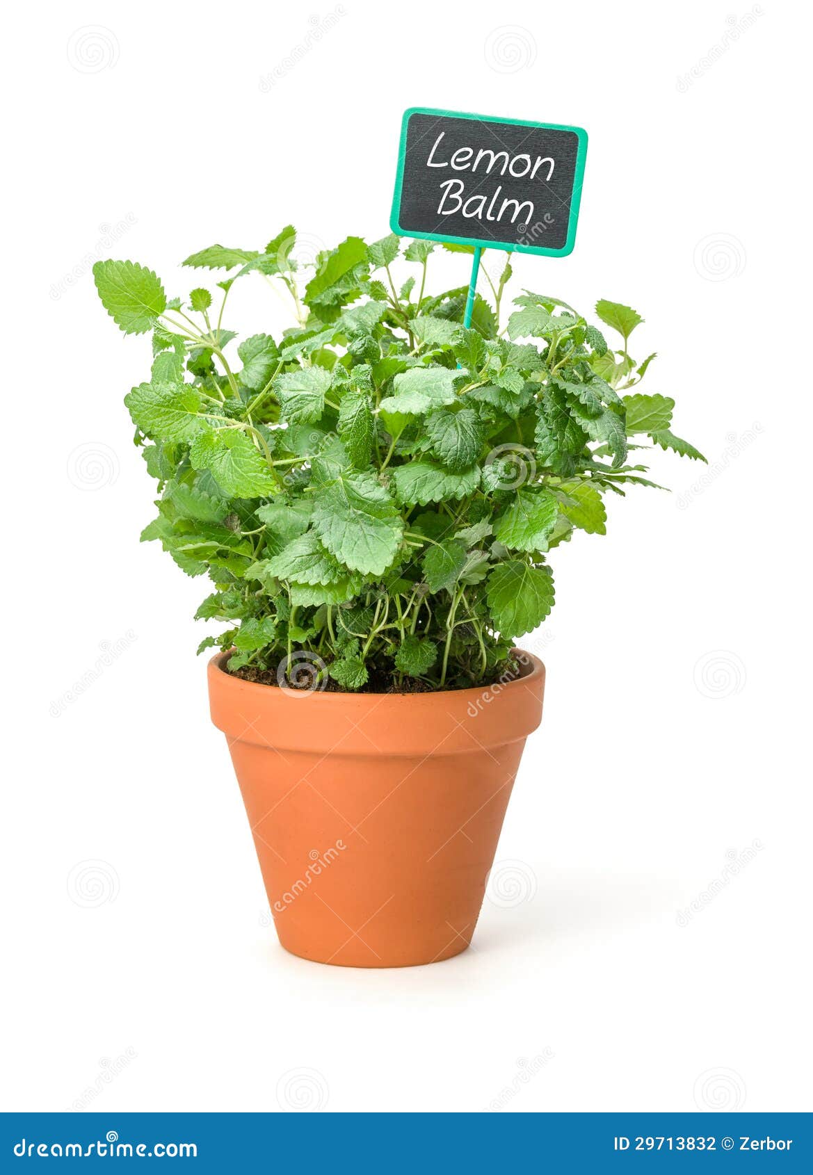 Lemon Balm in a Clay Pot with a Label Stock Photo - Image of clay ...