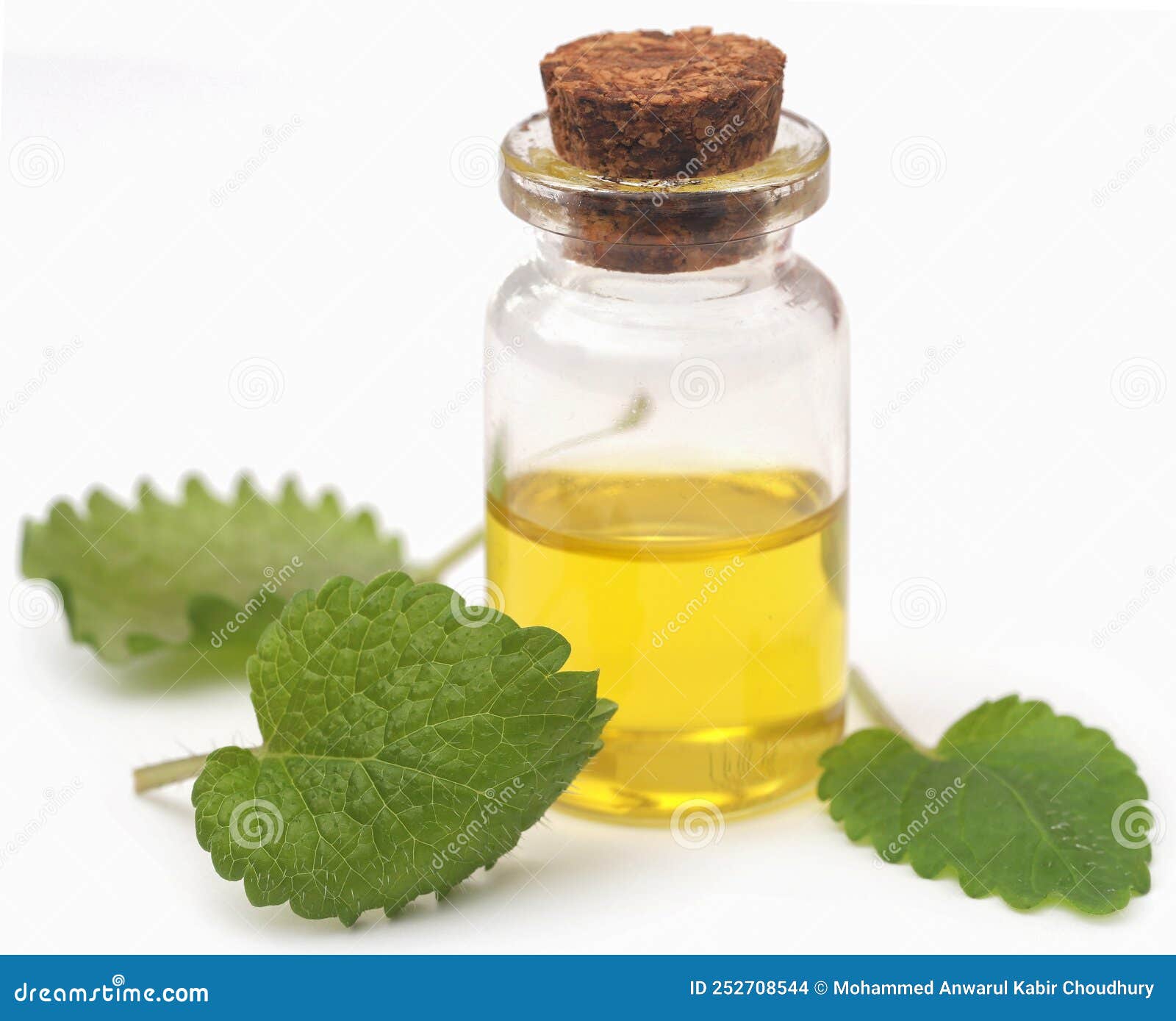 Lemon Balm with Essential Oil in a Bottle Stock Photo - Image of ...