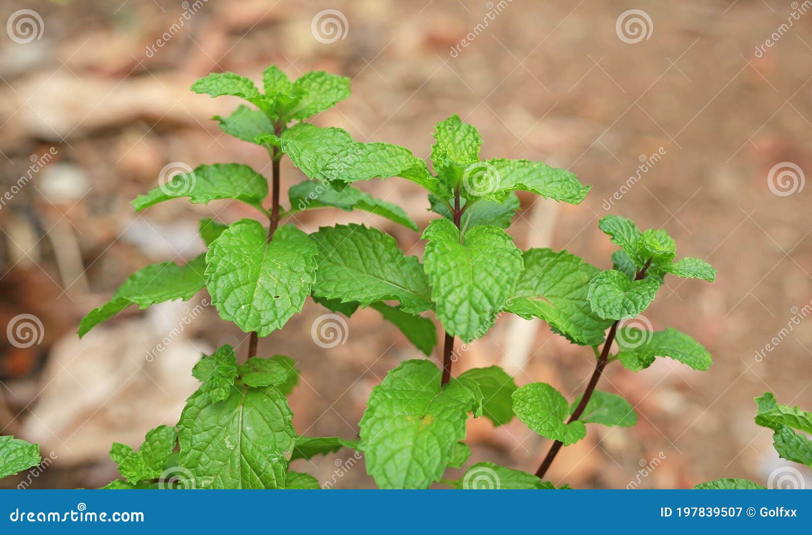 Lemon balm in the garden stock image. Image of green - 197839507