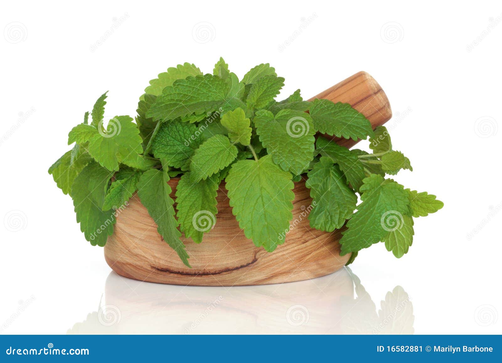 Lemon Balm Herb Leaves stock image. Image of pestle, medicinal - 16582881