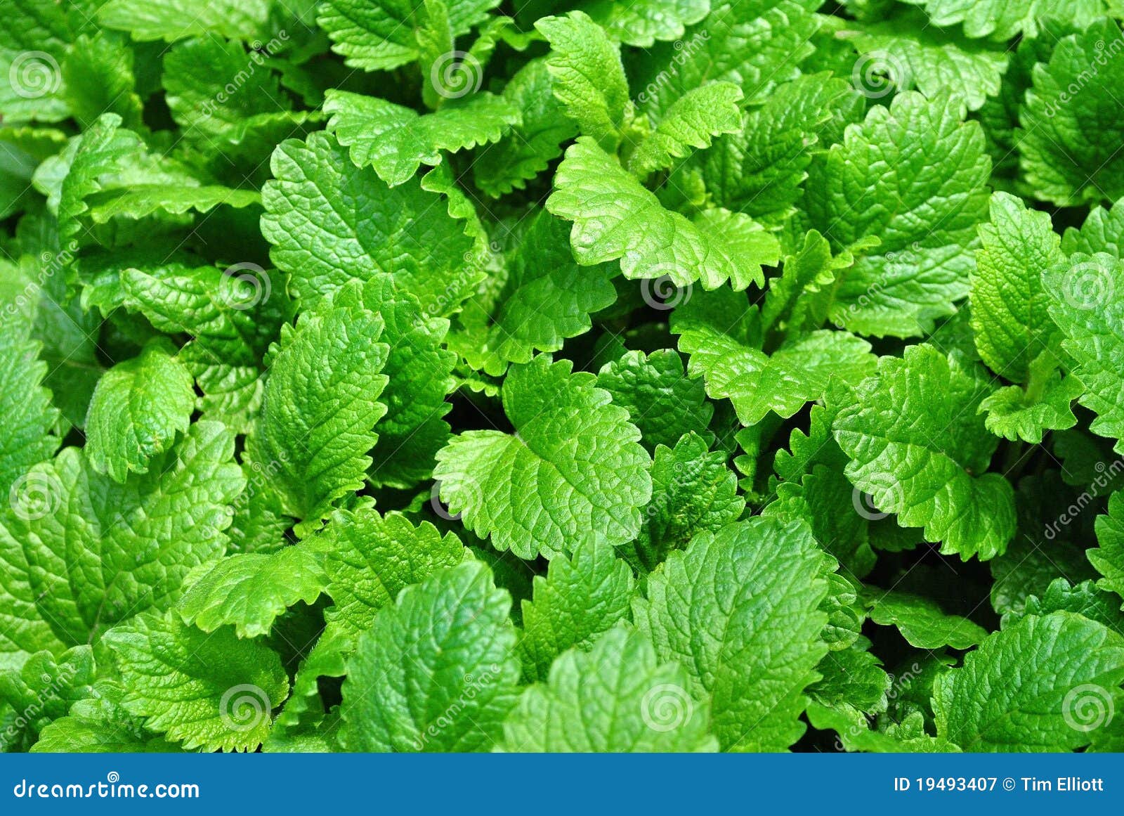 Lemon Balm Herb Plant stock image. Image of cook, plant - 19493407