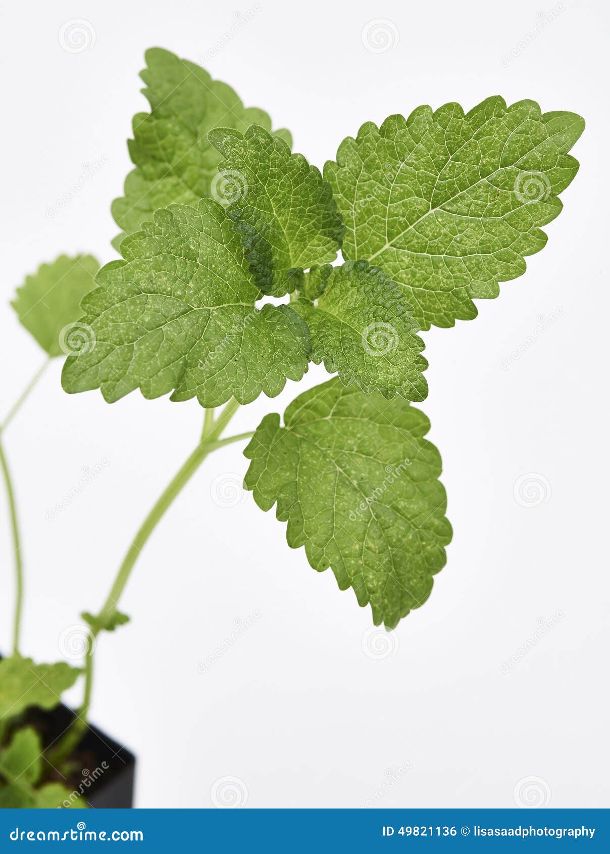 Lemon Balm Leaves stock photo. Image of balm, kitchen - 49821136