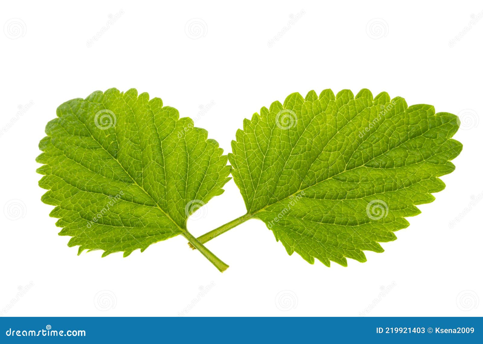 Lemon balm leaves isolated stock image. Image of closeup - 219921403