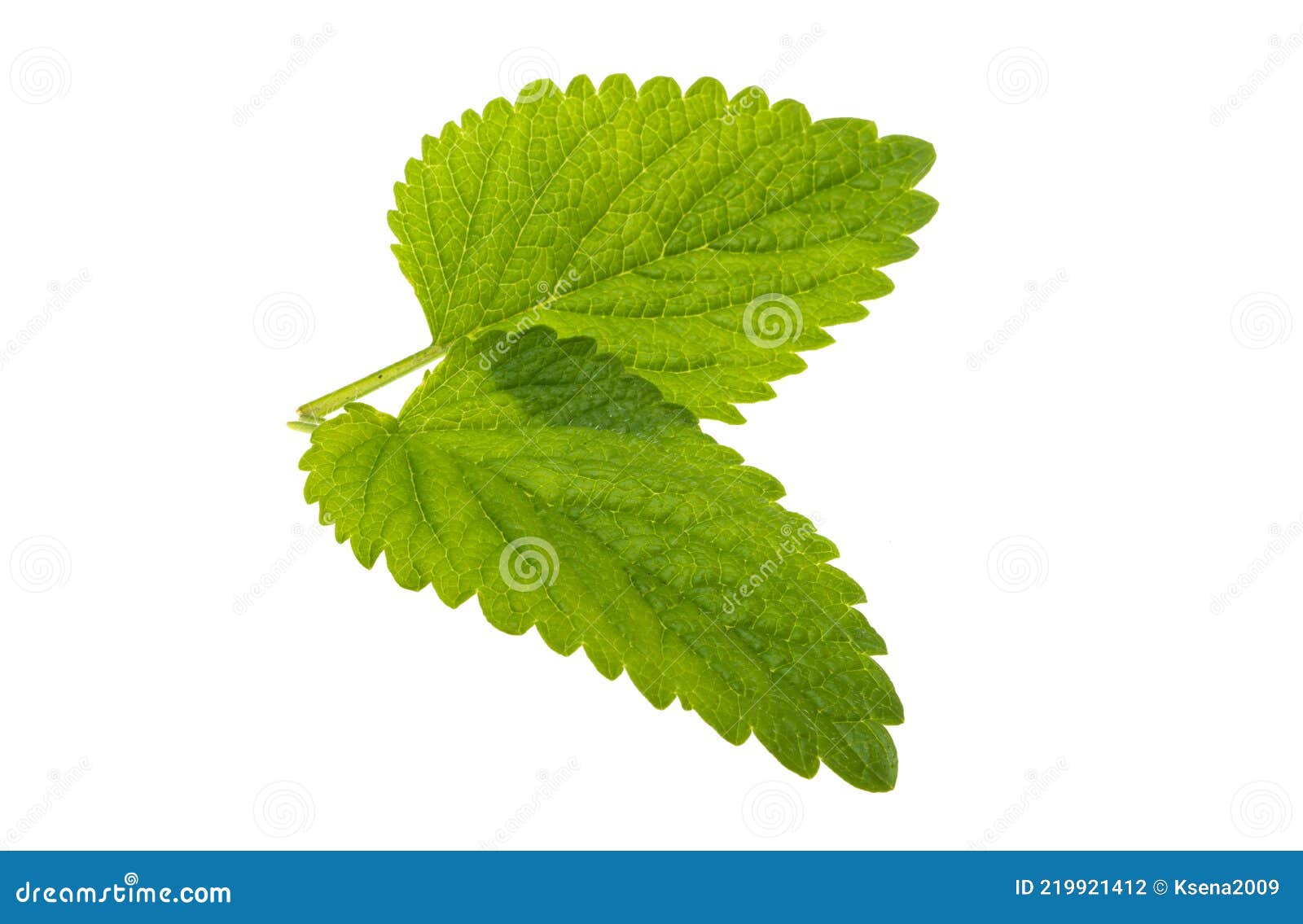 Lemon balm leaves isolated stock photo. Image of green - 219921412