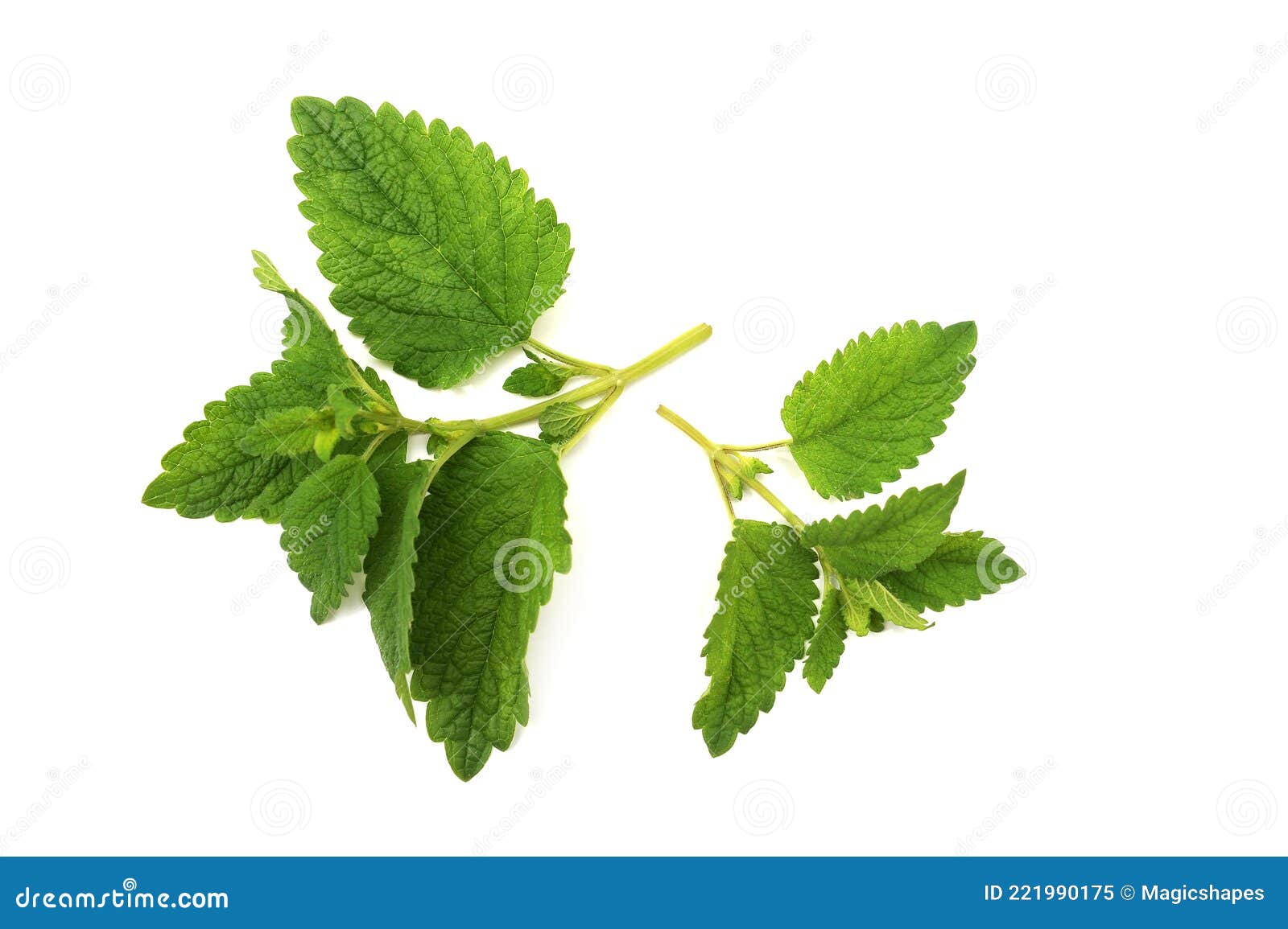 Lemon Balm Leaves with Stems, Melissa Officinalis Stock Image - Image ...