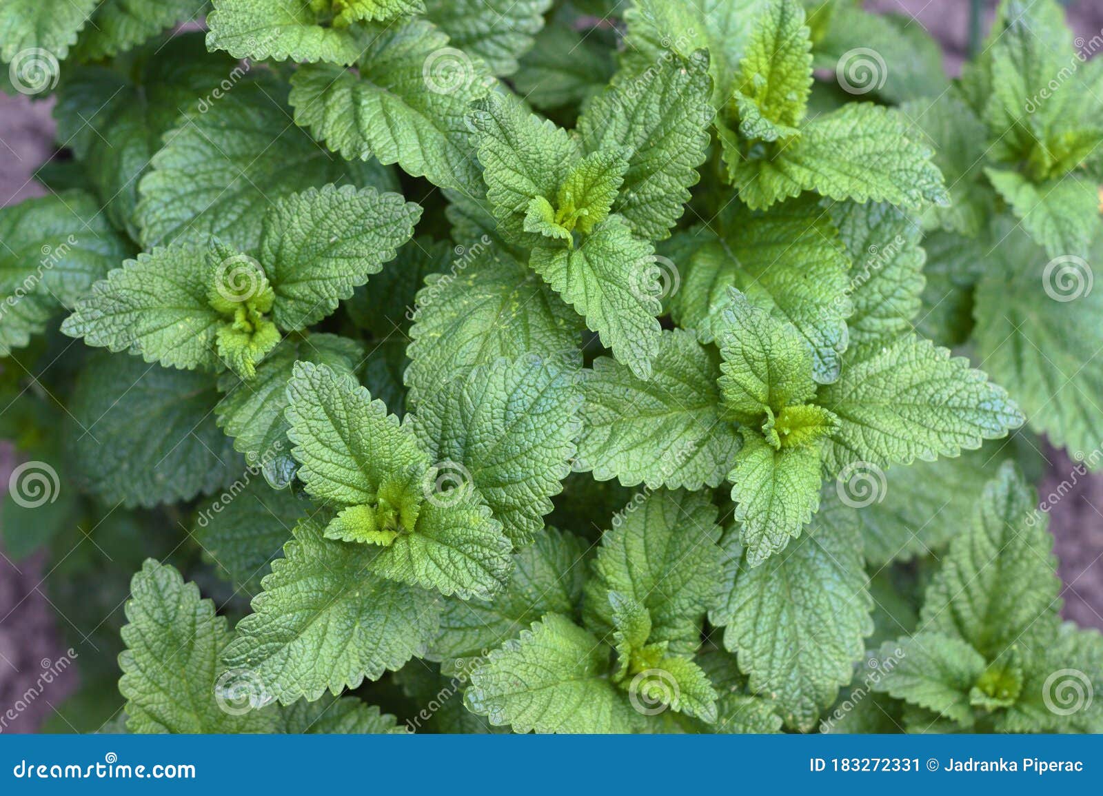 Lemon Balm, Melissa Officinalis, Group of Mint Balm Fresh Plants Stock ...
