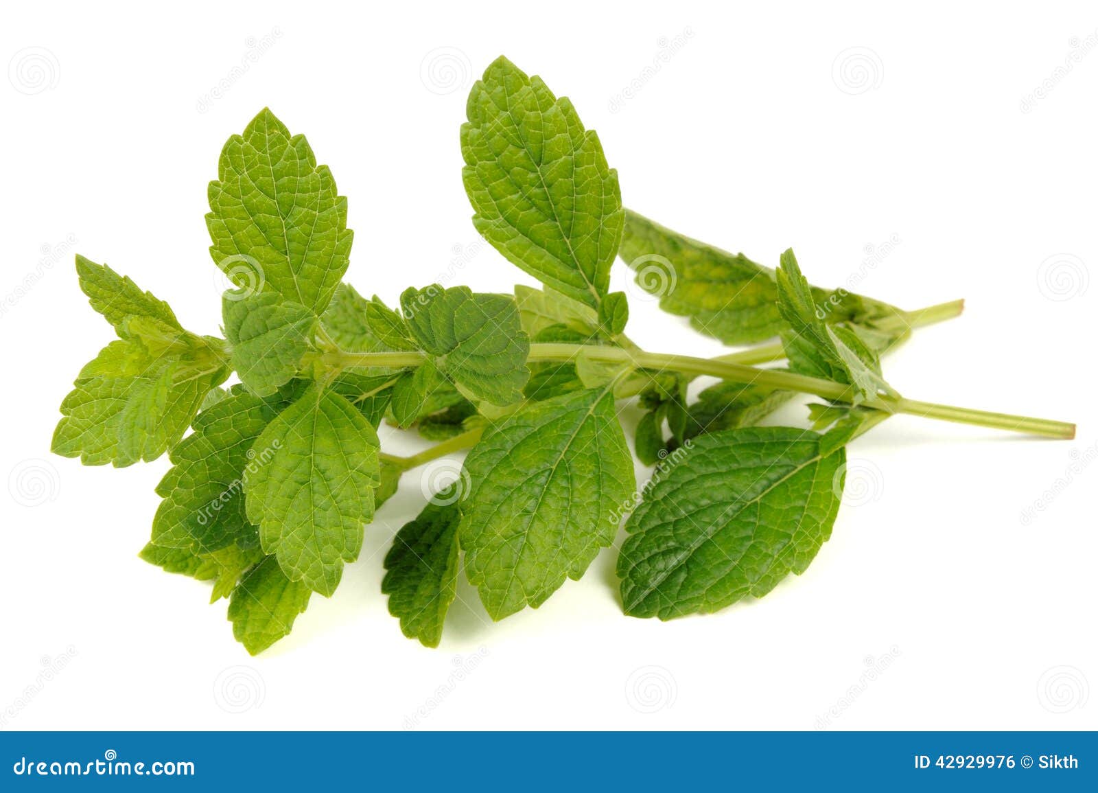 Lemon Balm (Melissa Officinalis) Isolated on White Background Stock ...