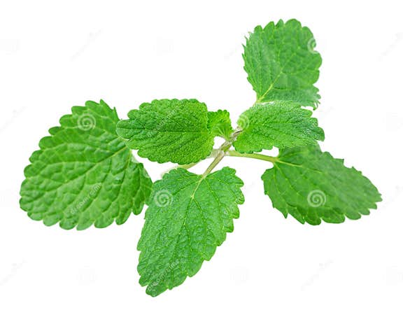 Lemon balm, mint stock image. Image of aroma, flower - 32752055