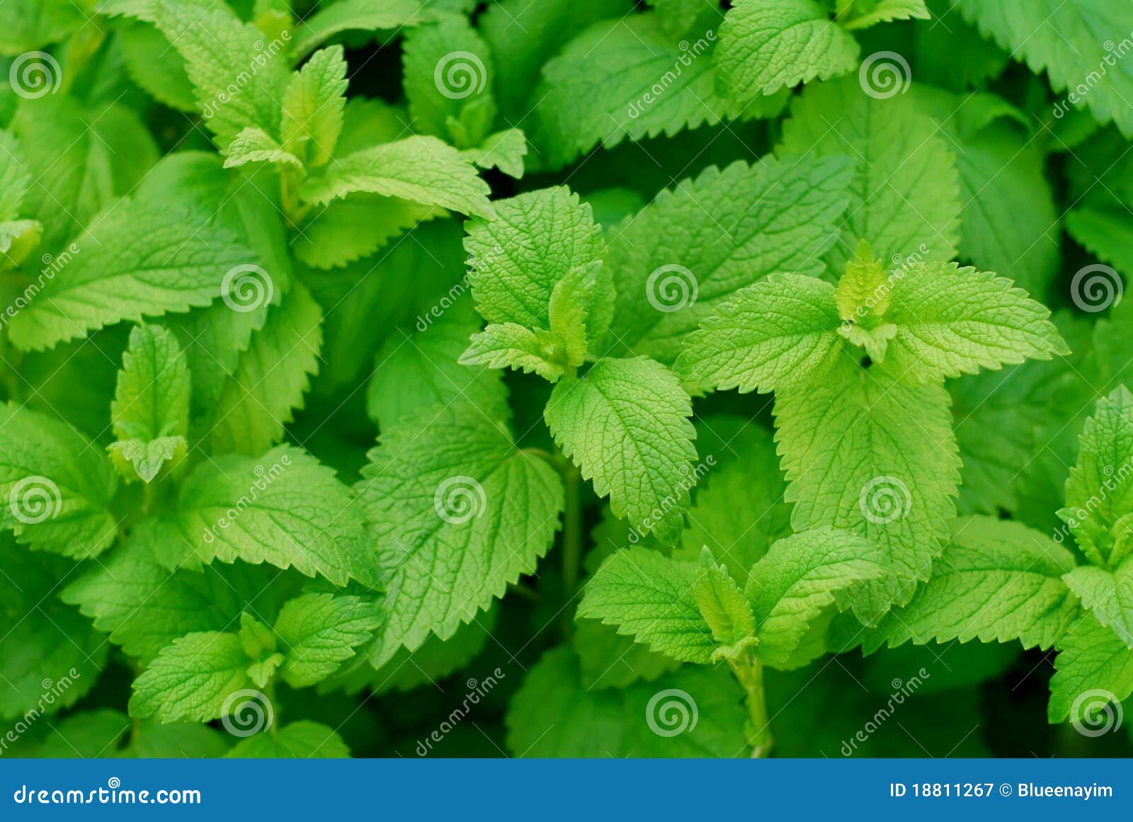 Lemon Balm Plant stock image. Image of healthy, officinalis - 18811267