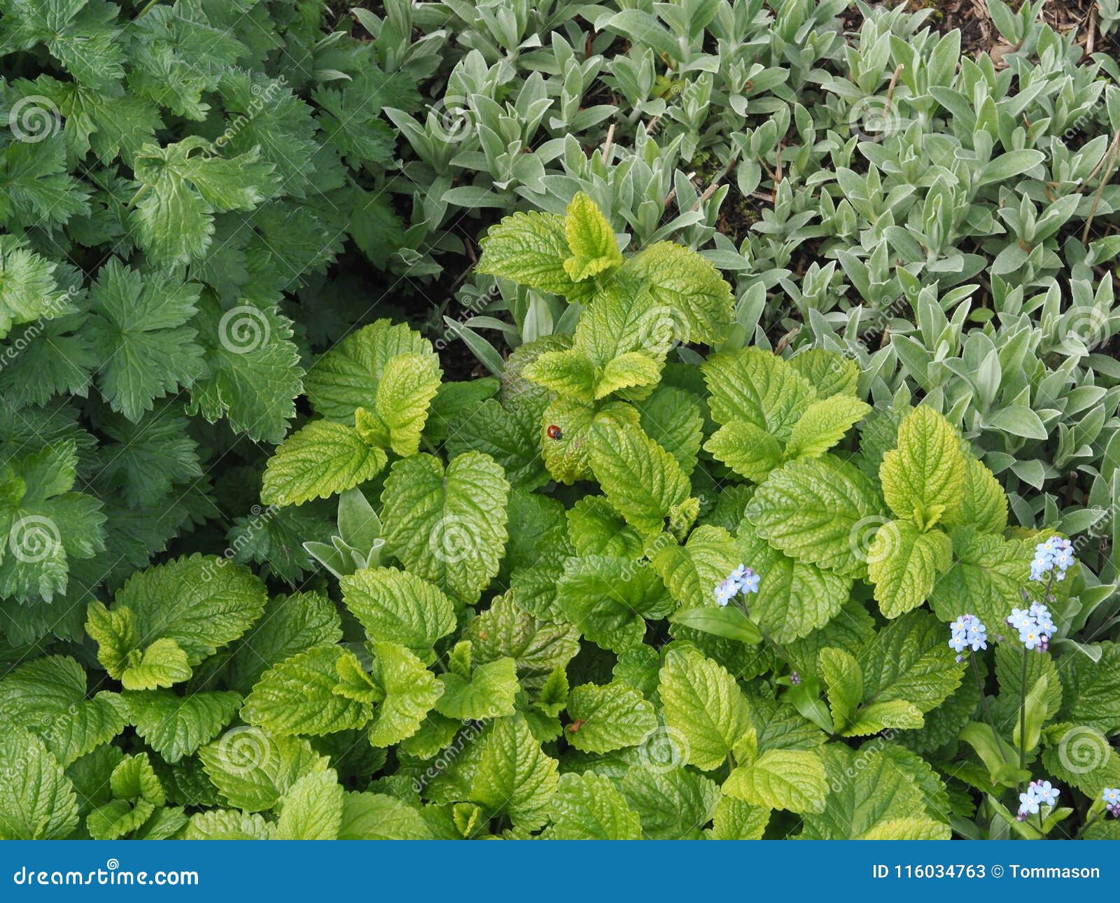 Lemon Balm in a Spring Garden Stock Image - Image of herb, garden ...