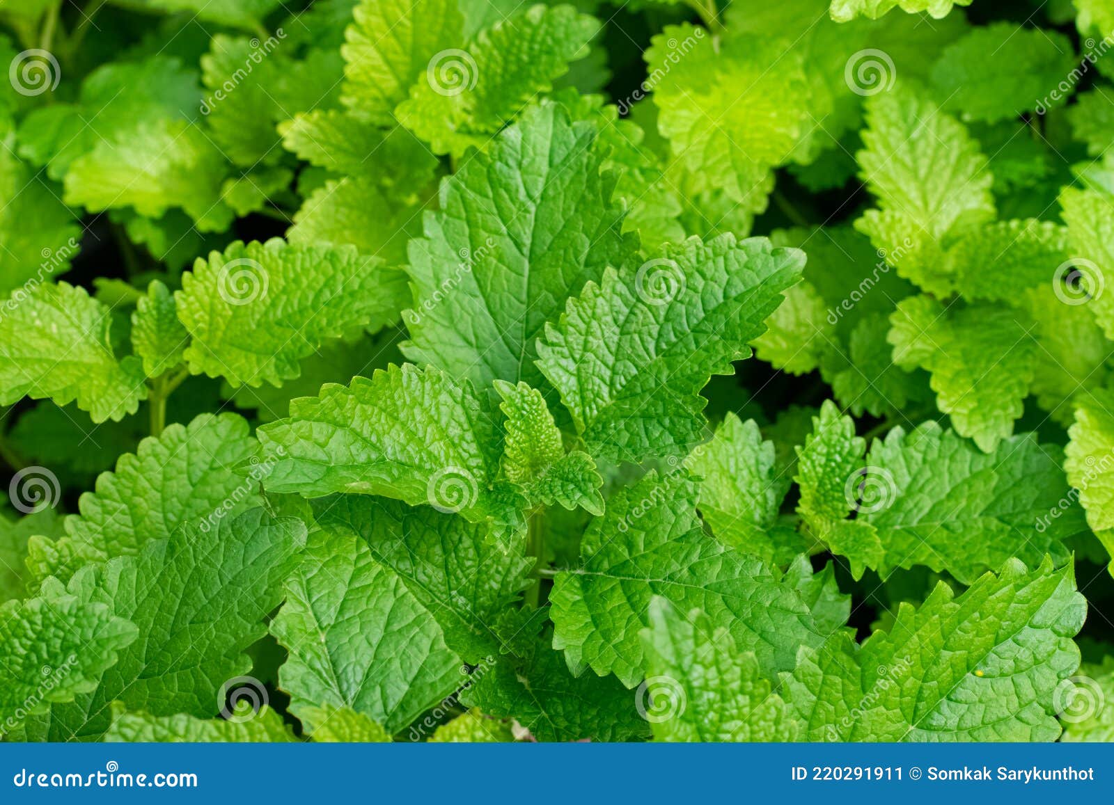 Lemon balm trees stock image. Image of leaves, closeup - 220291911