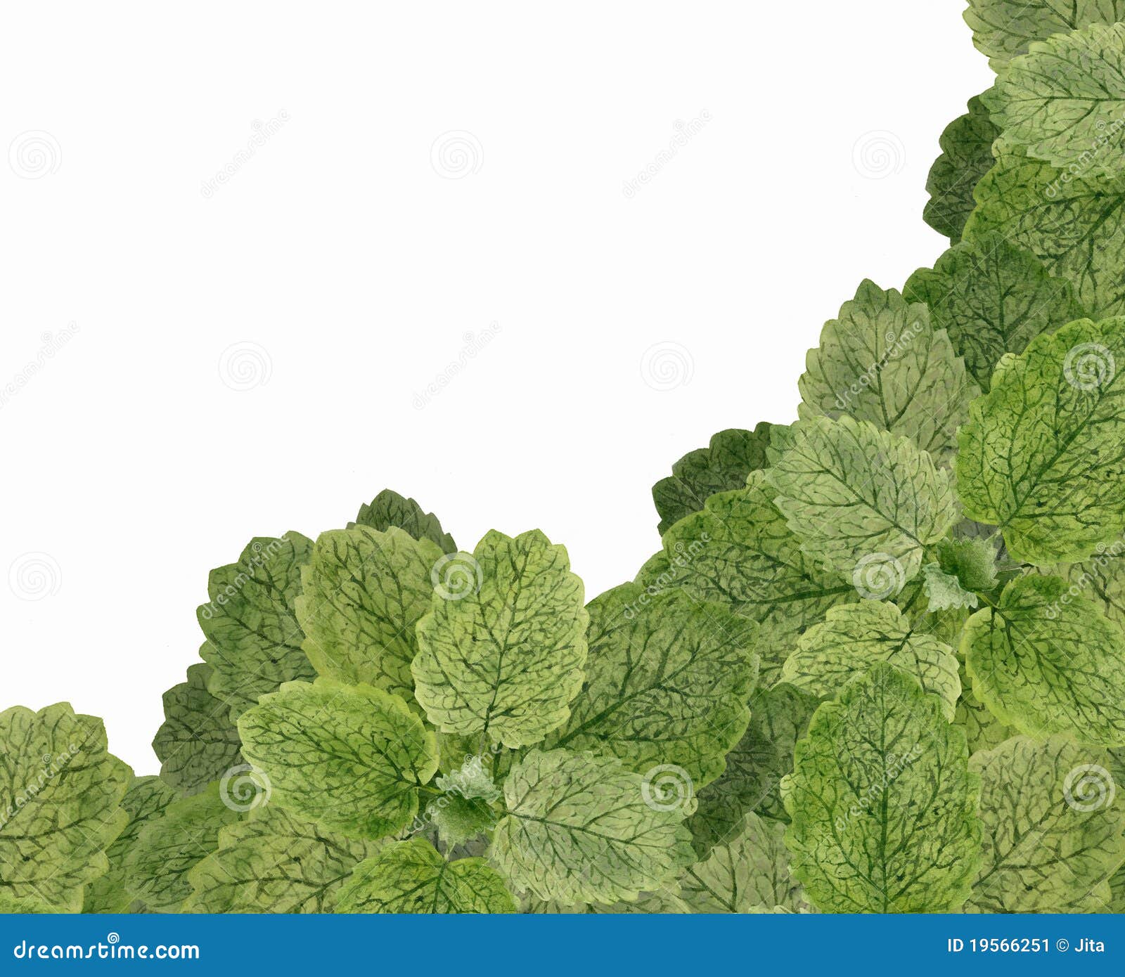 Lemon Balm Aka Melissa Officinalis Sketch On Elegant Lace Background ...