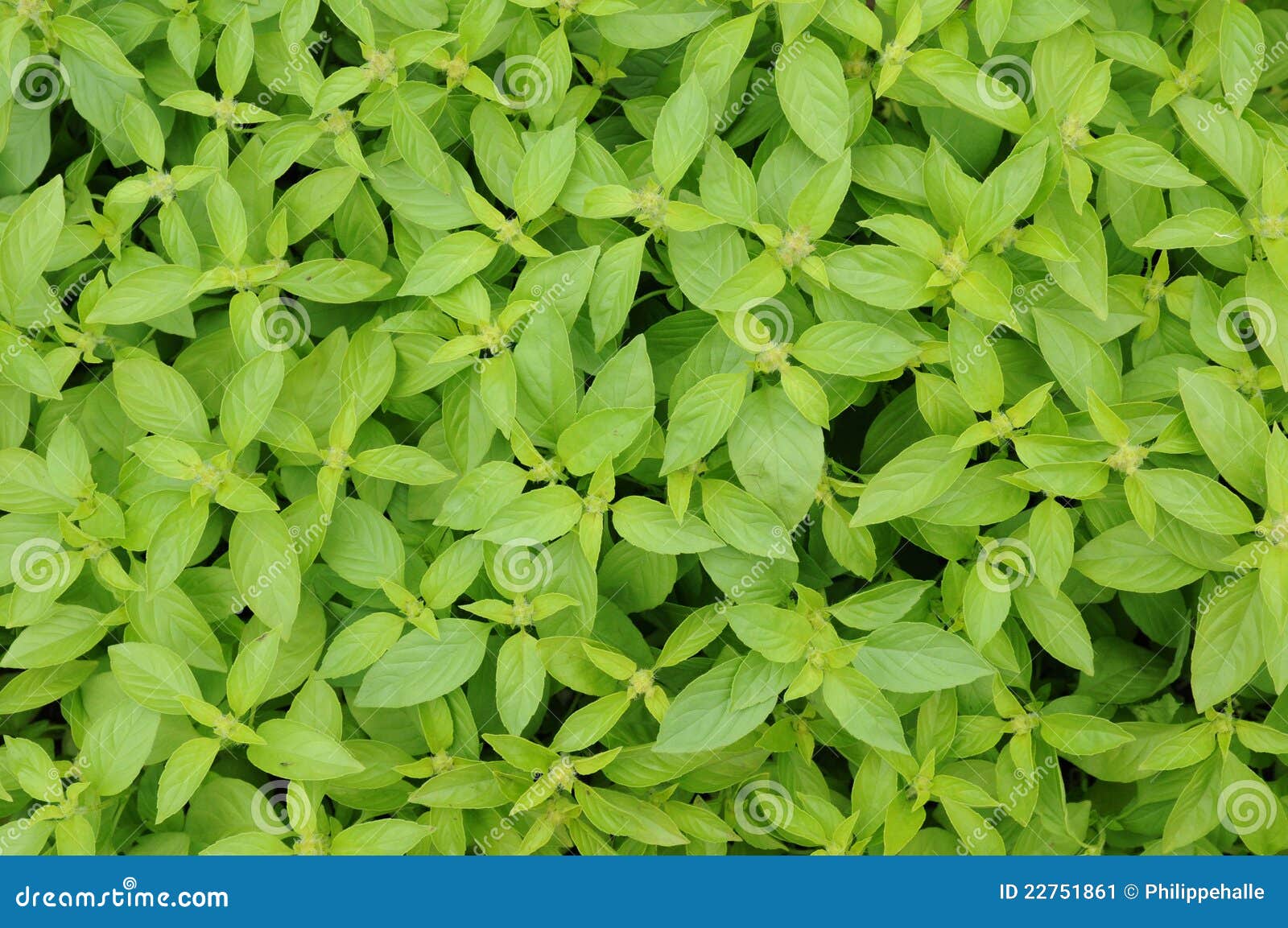 Lemon basil stock image. Image of herb, plant, garden - 22751861