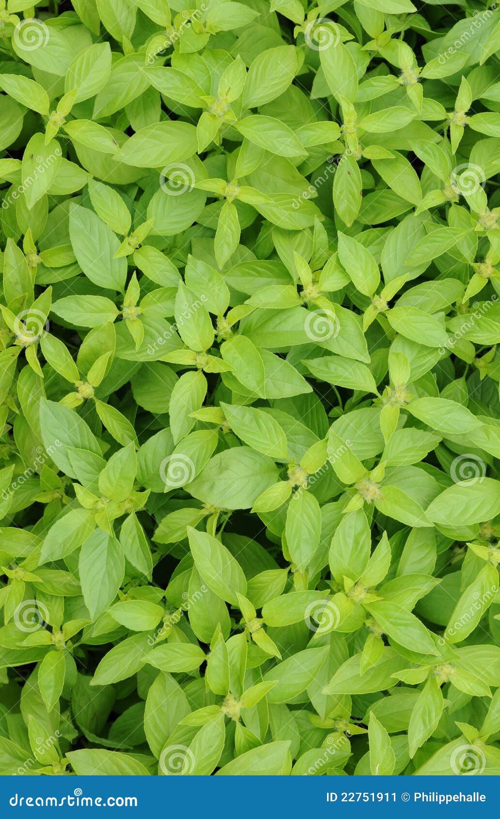 Lemon basil stock image. Image of leave, culinary, green - 22751911