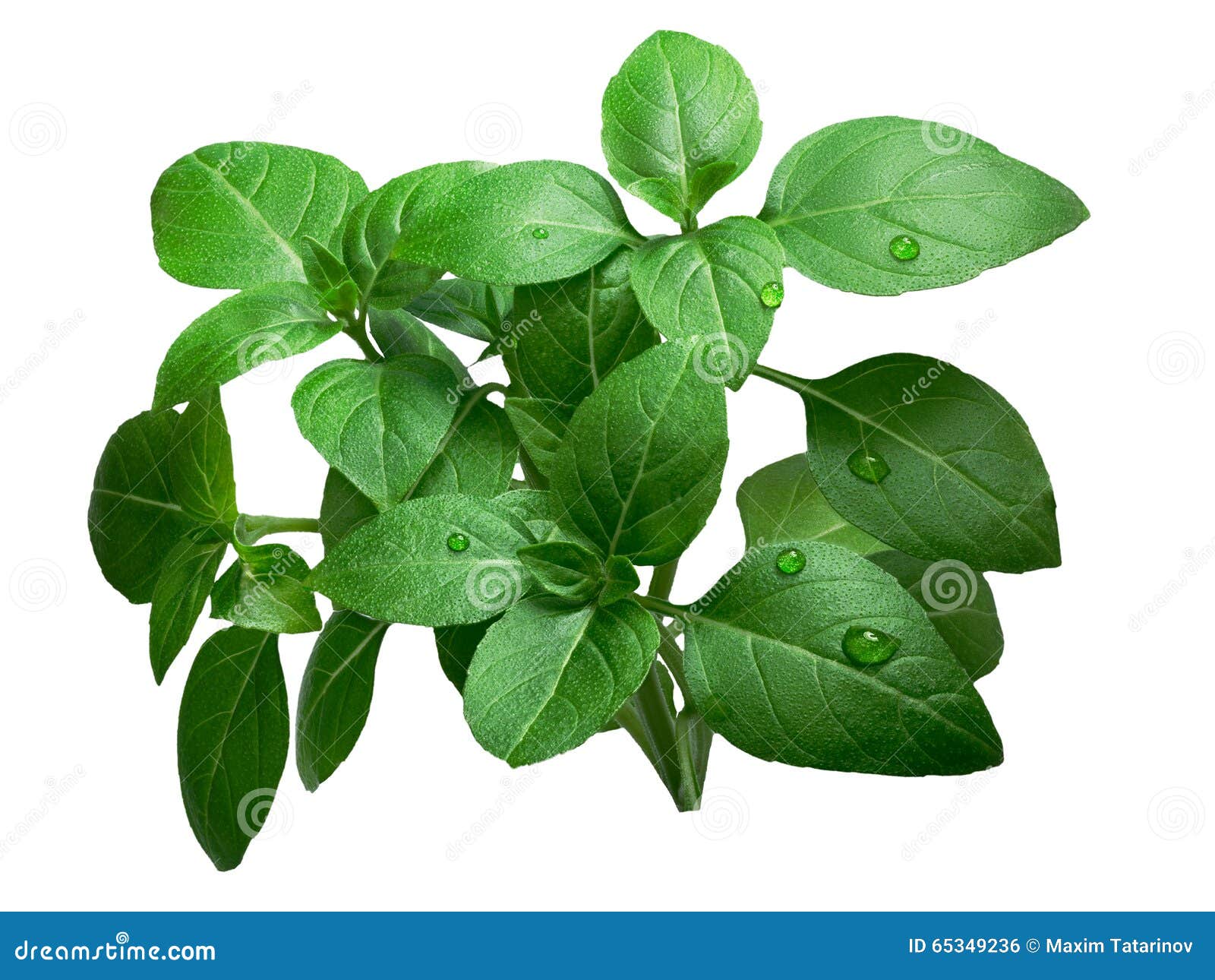 Lemon Basil Holy Ocimum Gratissimum Hoary Thai Lemon Basil Lao Seeds ...