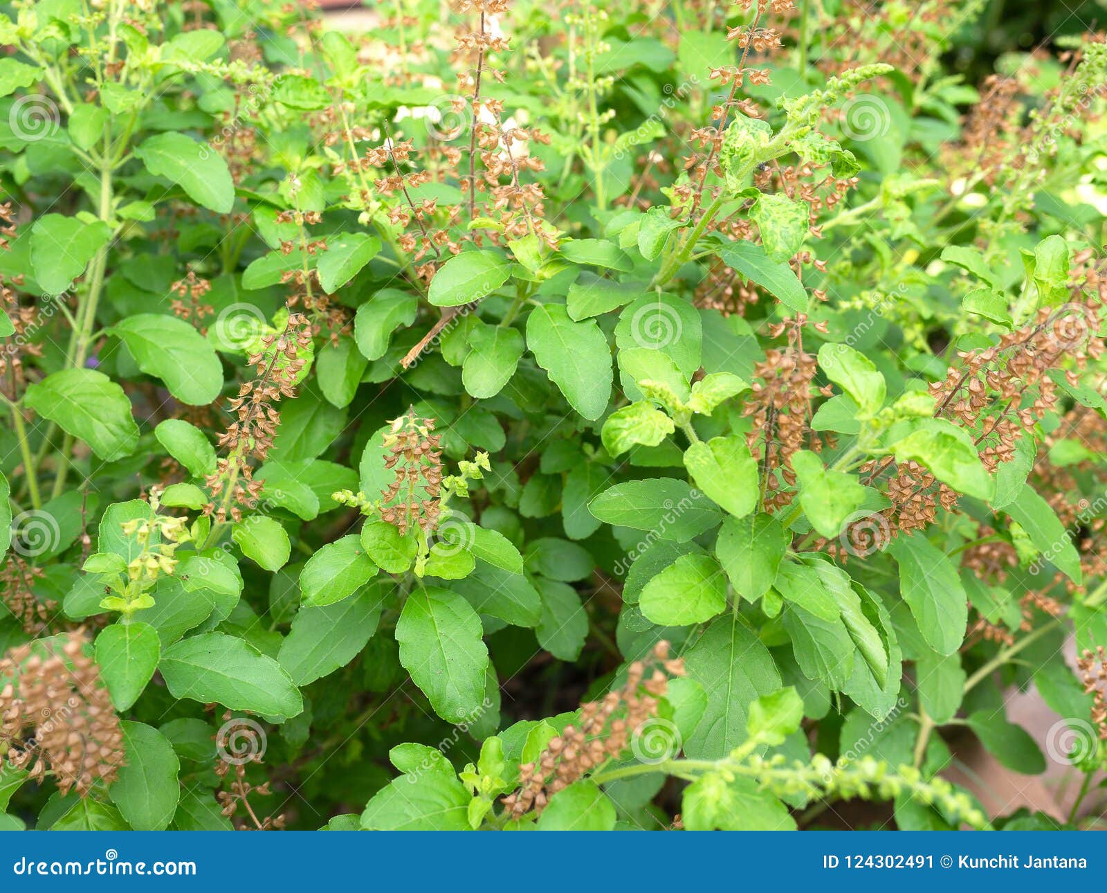 Ocimum Africanum Or Green Fresh Lemon Basil Leaves Isolated On Grey ...
