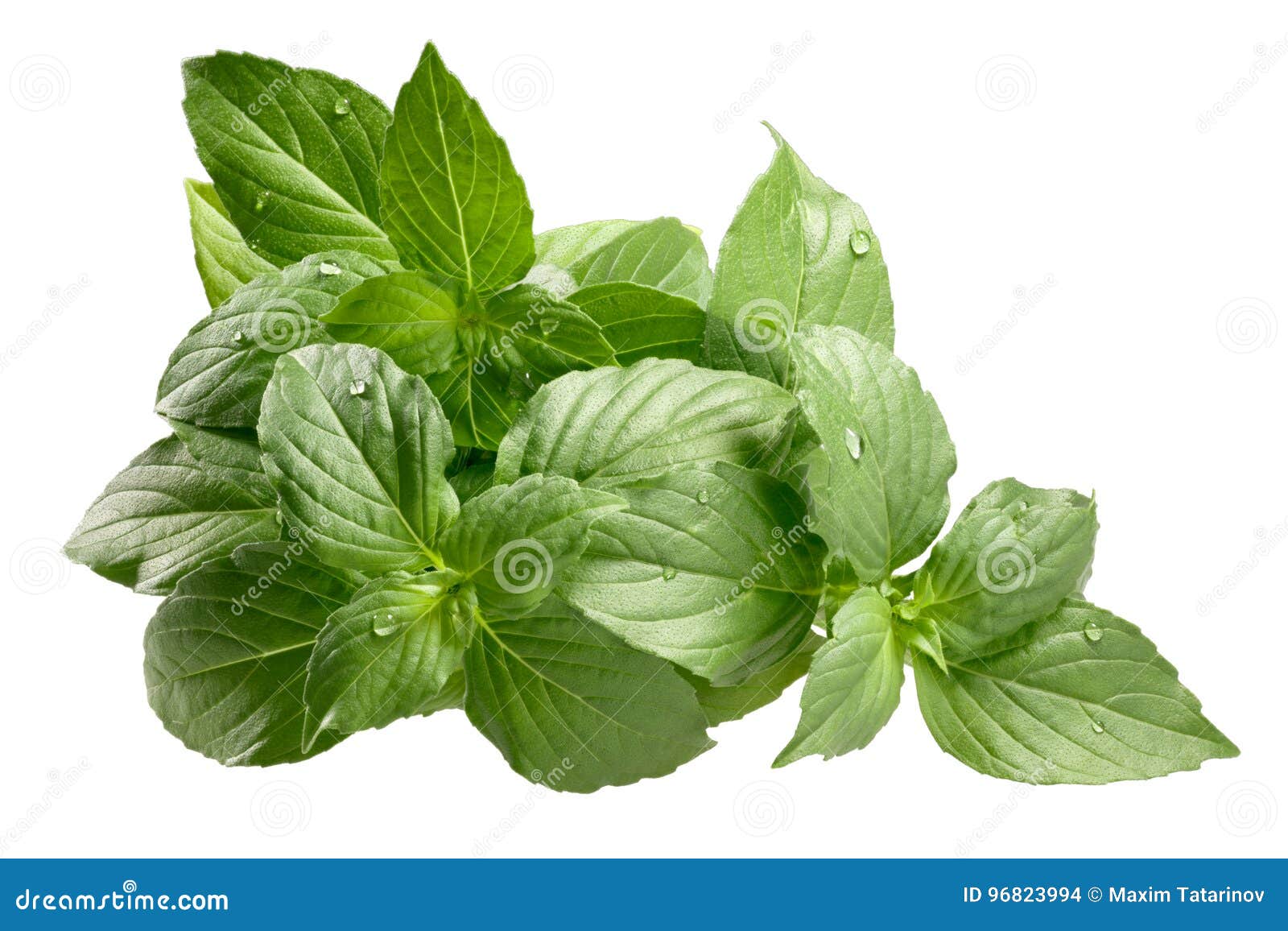 Lemon Basil Ocimum Basilicum, Paths Stock Photo - Image of asymmetric ...