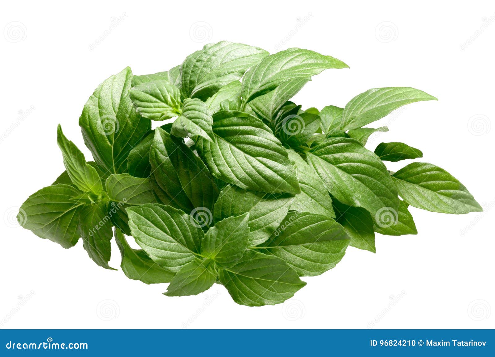 Lemon Basil Ocimum Basilicum, Paths Stock Photo - Image of spice, food ...