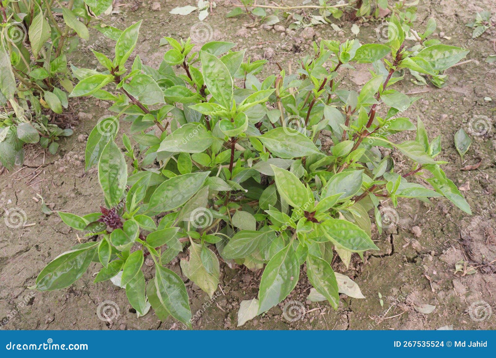 Lemon Basil Tree Farm on Field Stock Photo - Image of plant, cookery ...