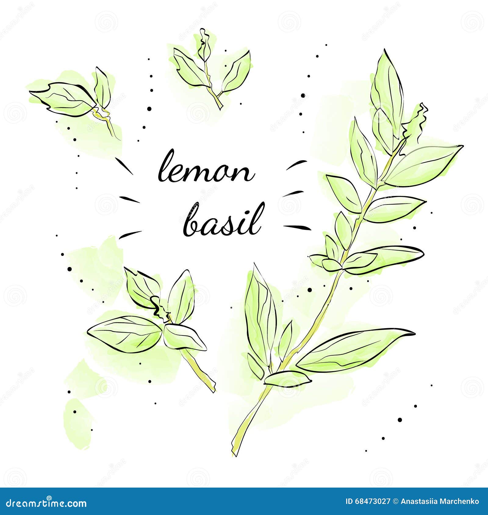 Lemon Basil stock vector. Illustration of artistic, culinary - 68473027