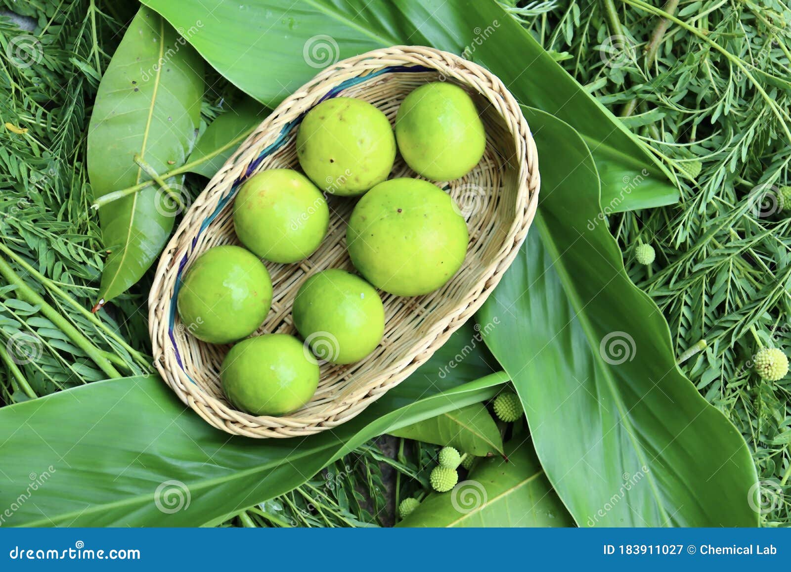 Lemon on basket stock image. Image of fresh, diet, garden - 183911027