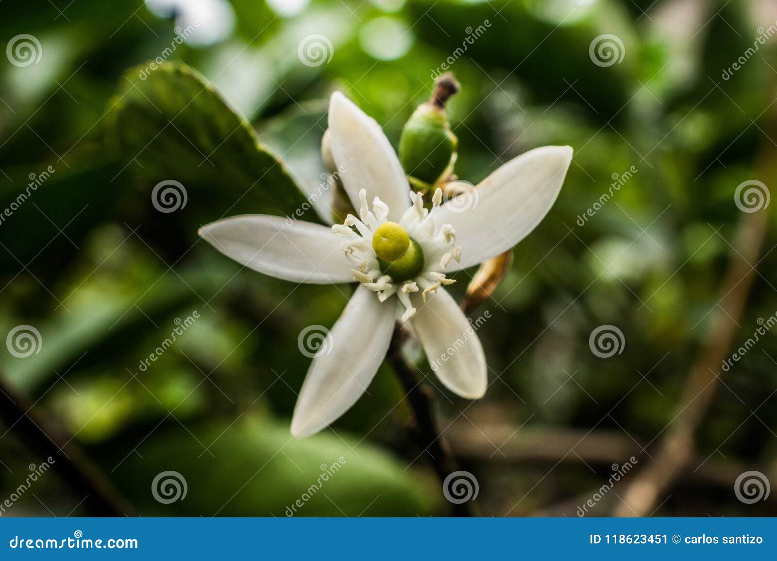 Lemon flower stock image. Image of lemon, flower, fruit - 118623451