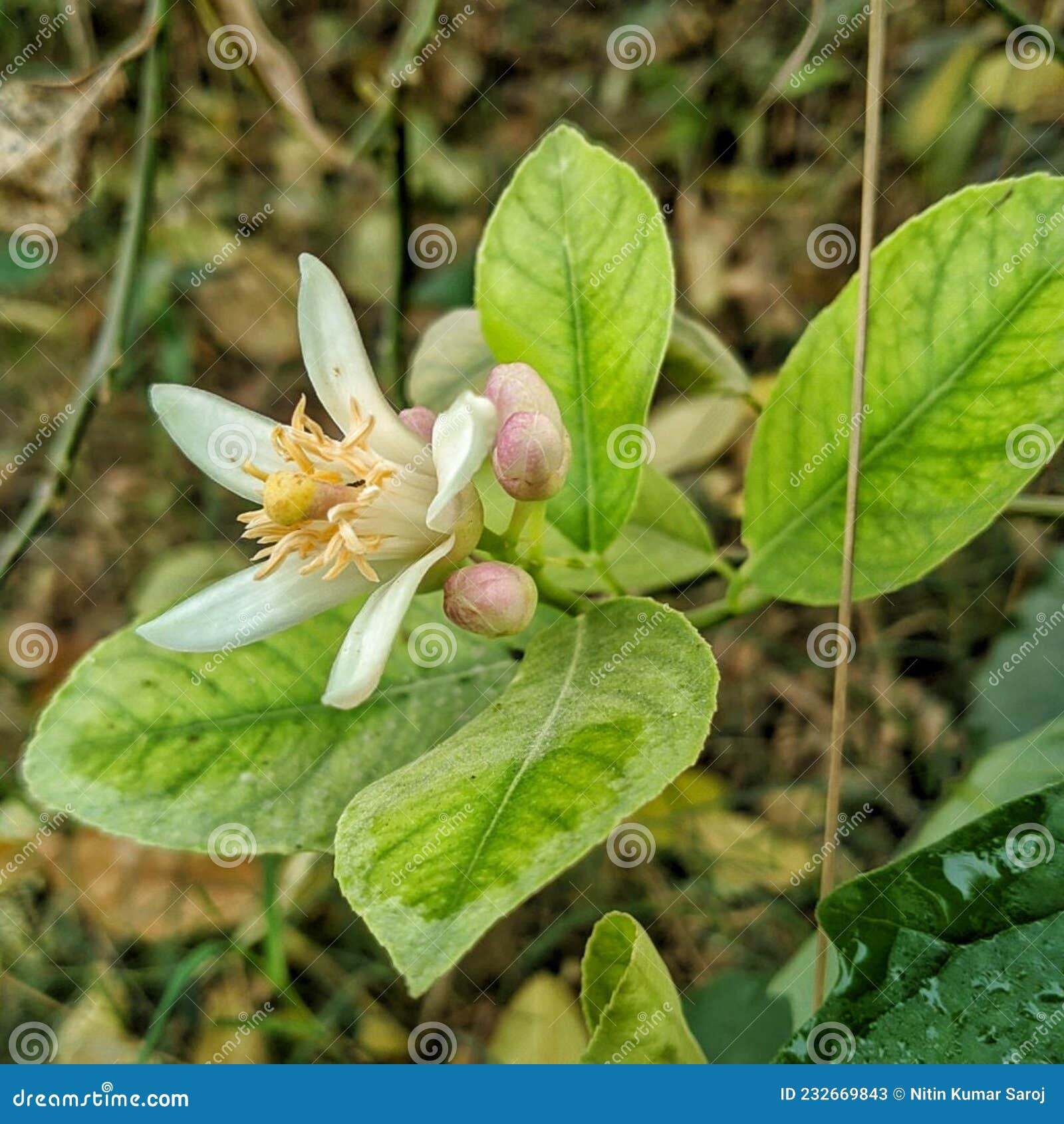 Lemon Blossom Flower Stock Photos Stock Image - Image of blossom, petal ...