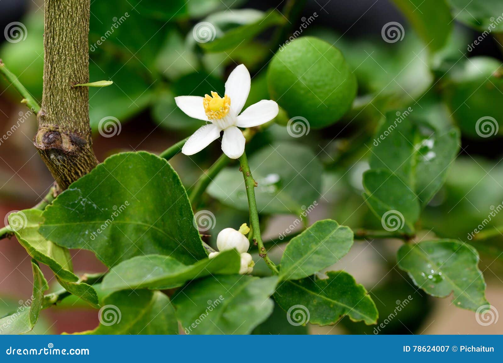Lemon blossom stock image. Image of fruits, petals, base - 78624007
