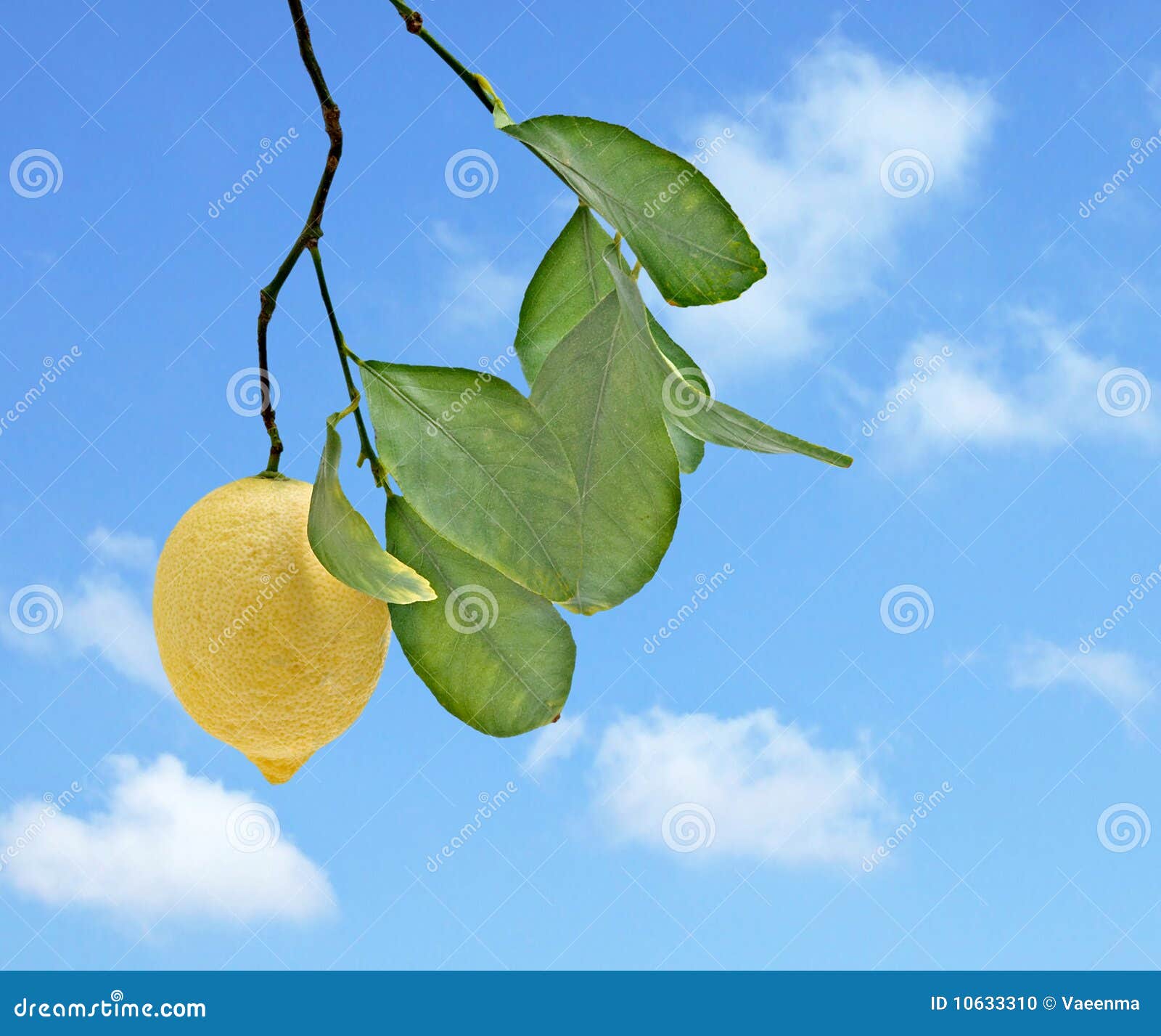 Lemon on branch stock photo. Image of close, leaf, food - 10633310