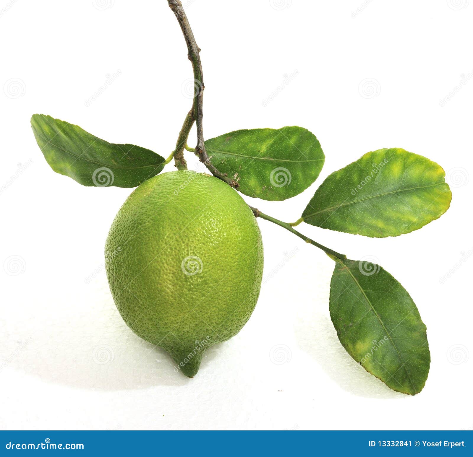 Lemon with branch stock image. Image of green, lemon - 13332841