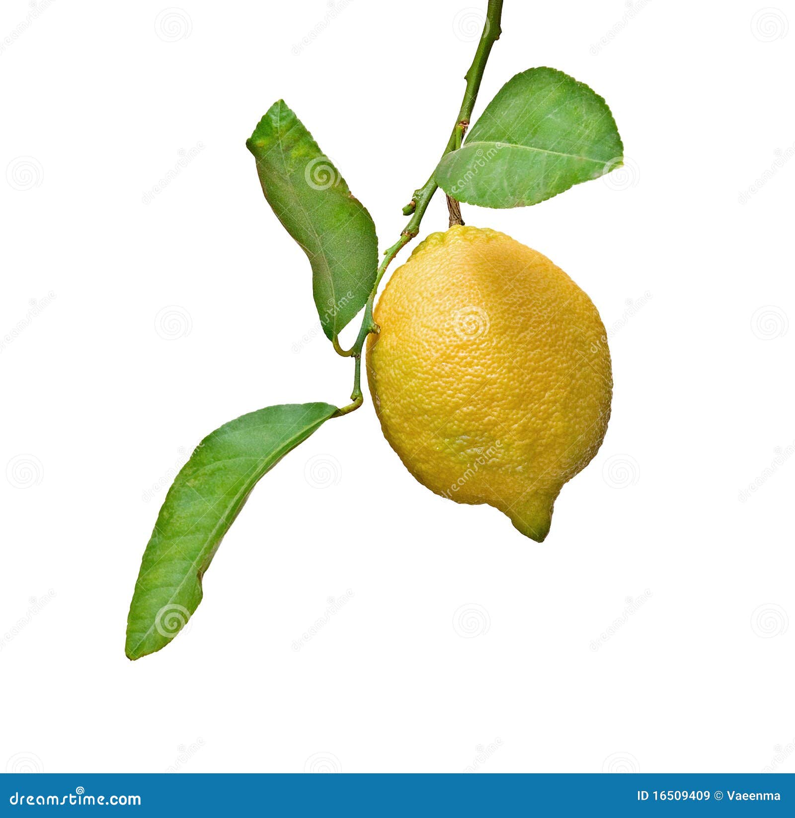 Lemon on branch stock image. Image of sour, yellow, fruit - 16509409