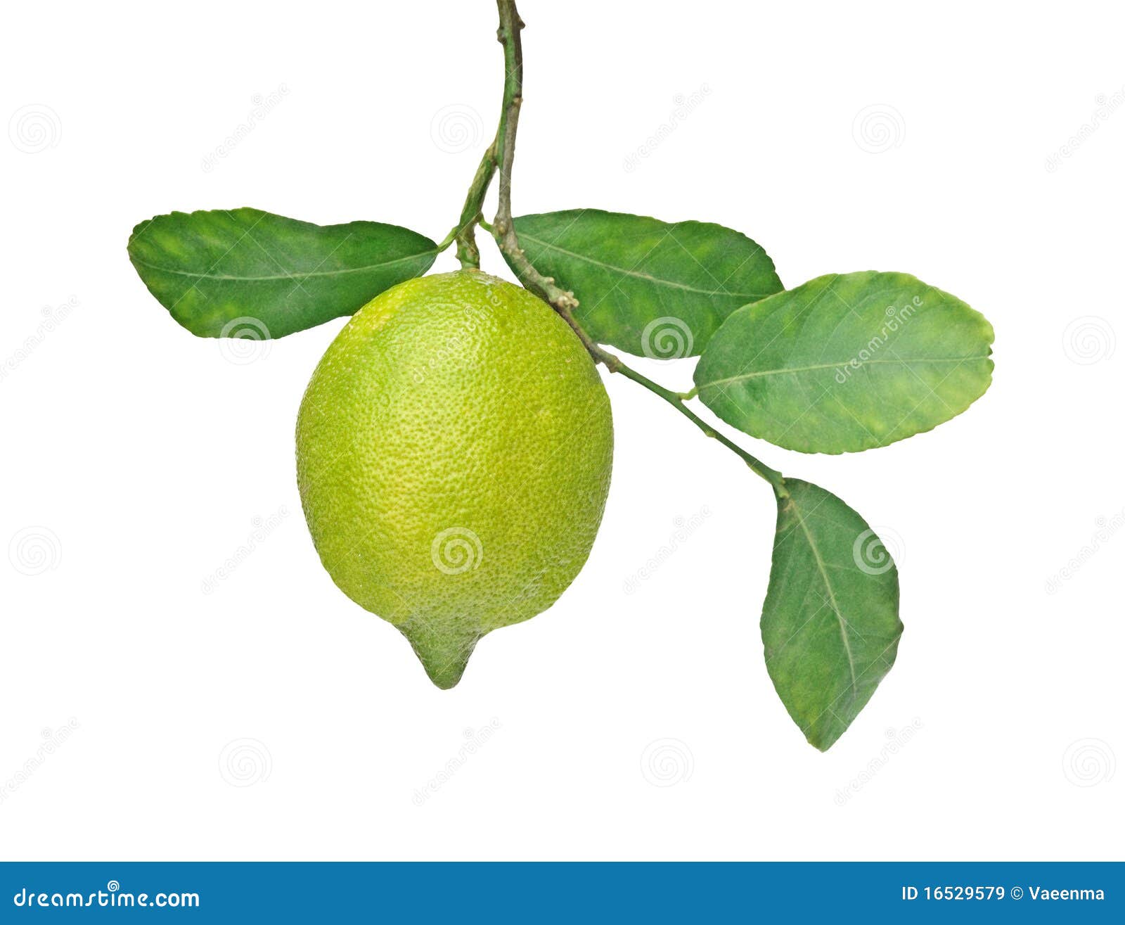 Lemon on branch stock image. Image of leaf, close, sour - 16529579