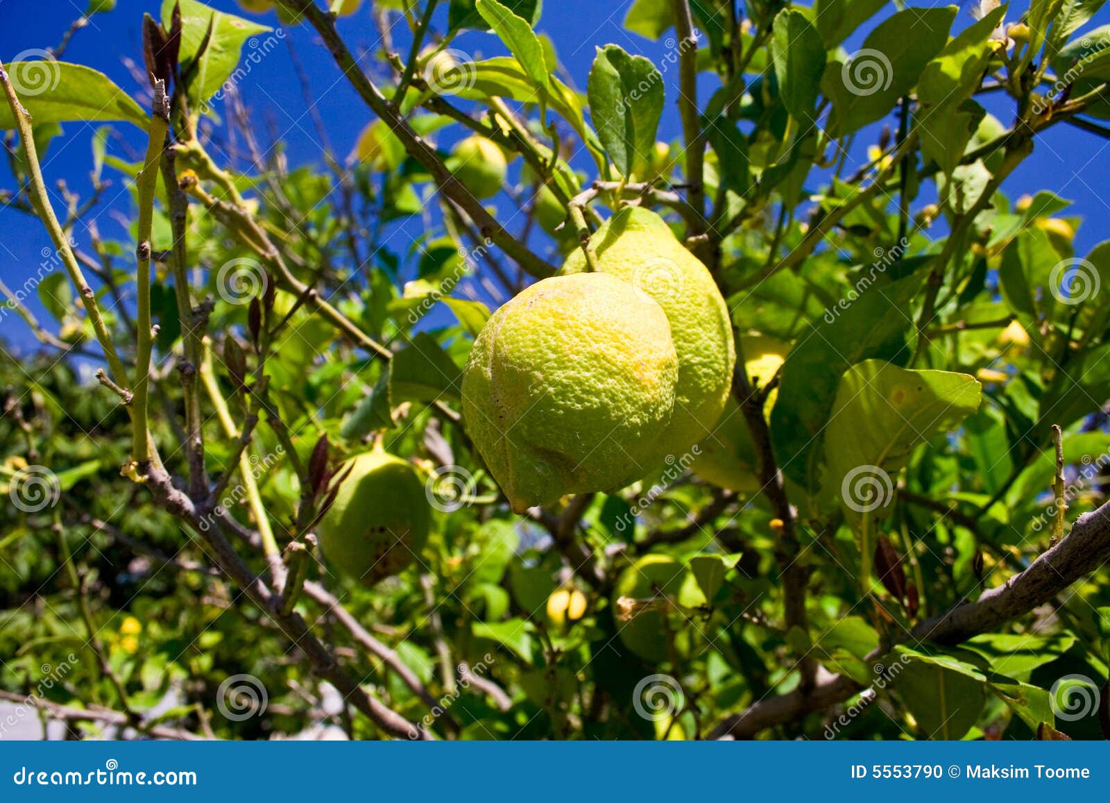 Lemon on a branch stock photo. Image of twig, ripe, blue - 5553790