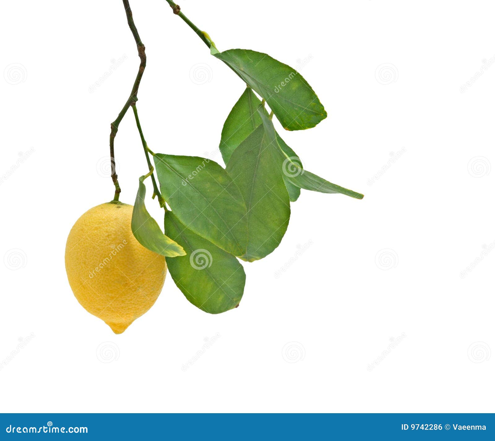 Lemon on branch stock photo. Image of isolared, branch - 9742286