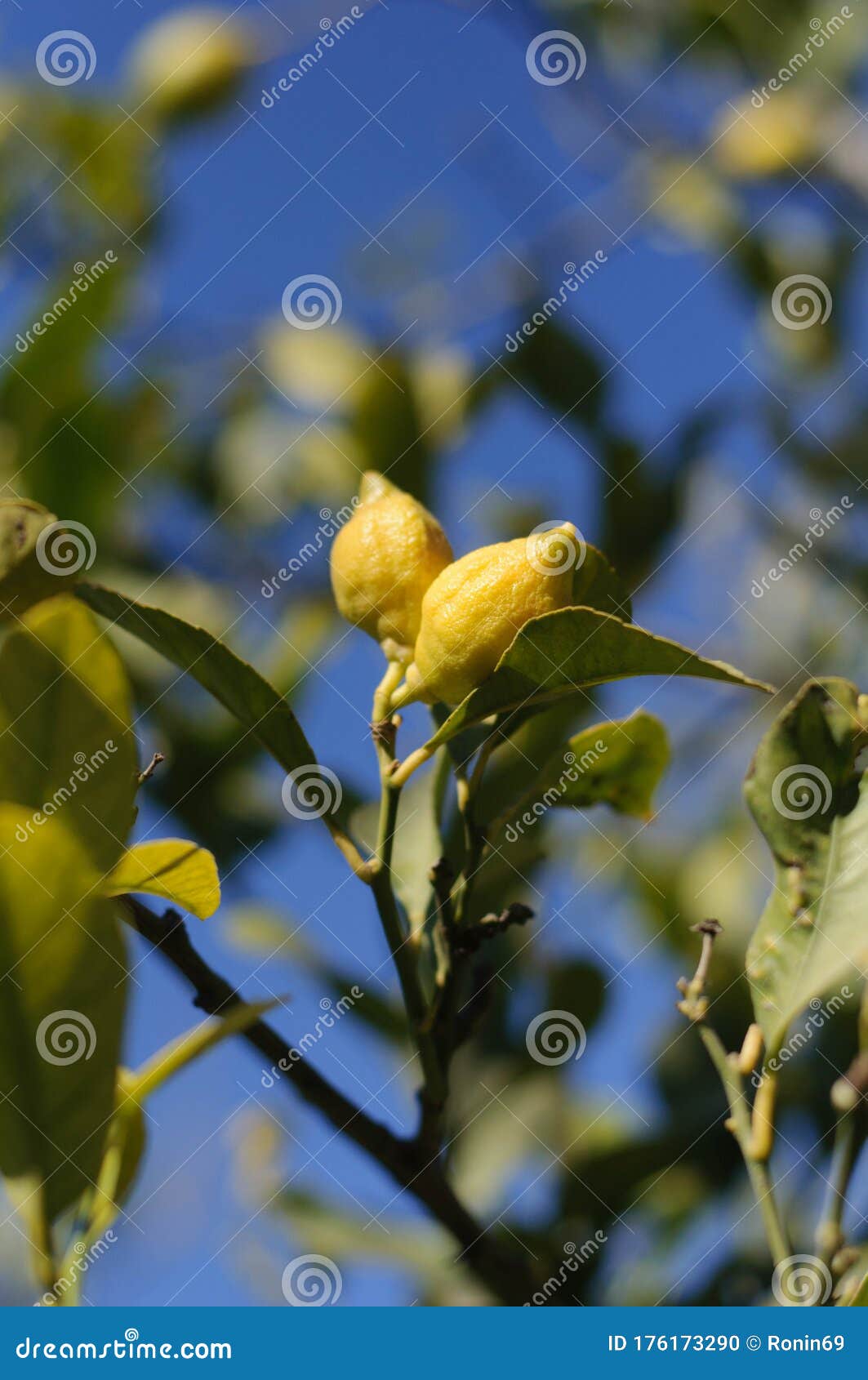 Lemon Branch with Citrus in the Park Stock Photo - Image of nature ...