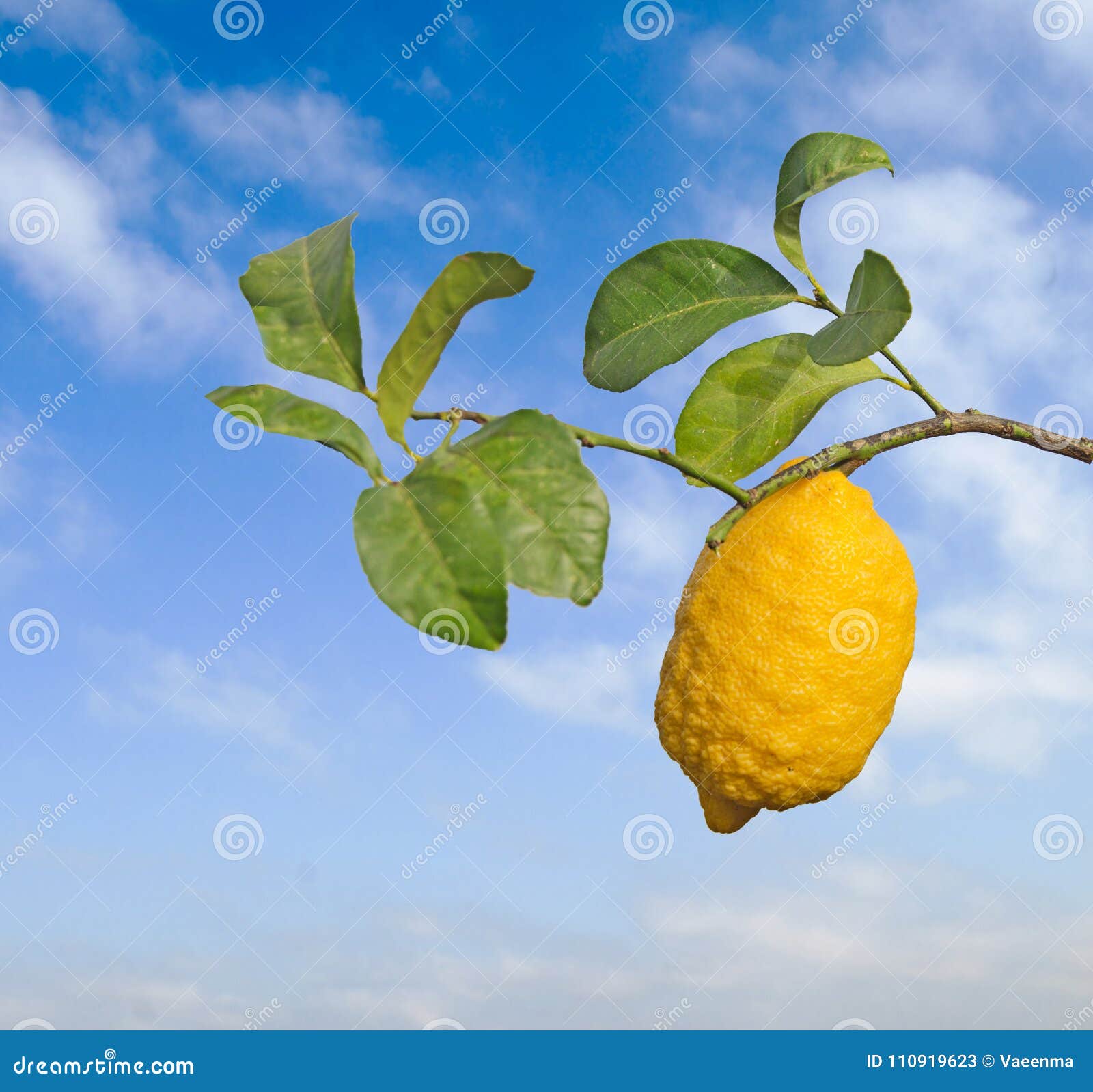Lemon Branch Stock Photos - Download 9,720 Images