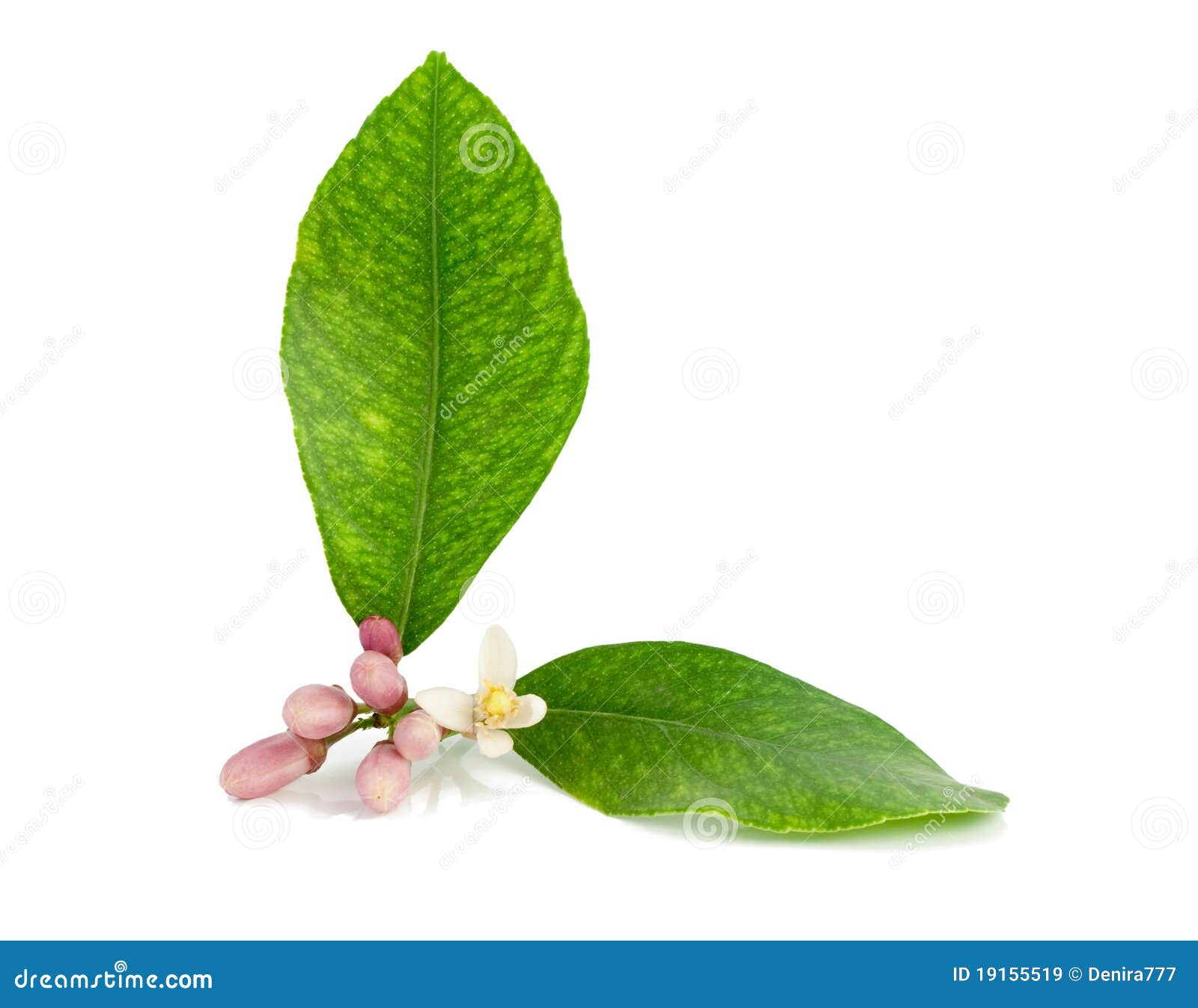 Lemon On A Branch And Limes. Chopped Grenade. On A Black Background ...