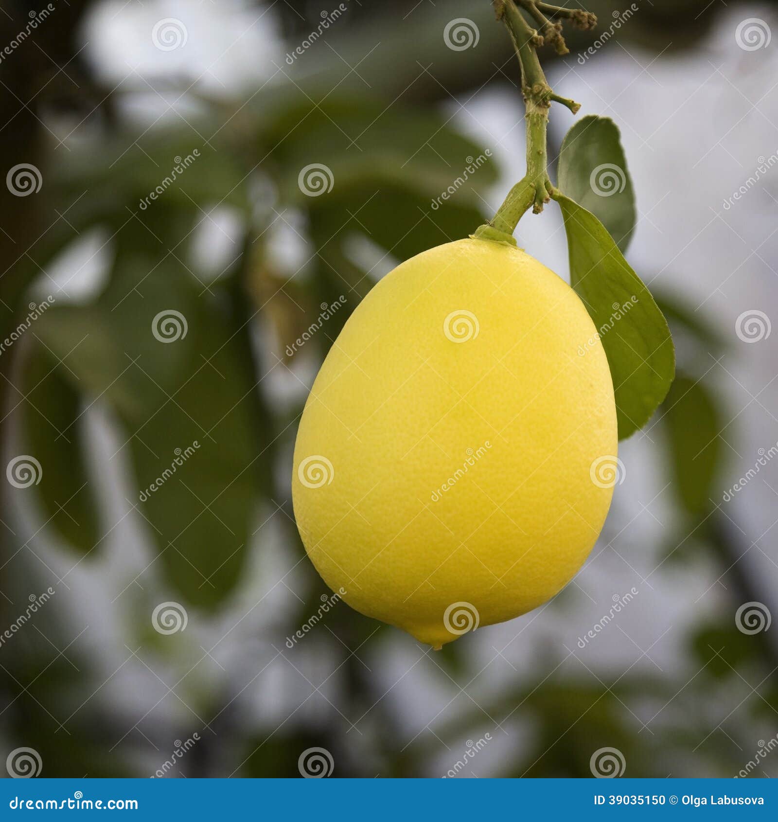 Lemon on a branch stock photo. Image of drink, lemon - 39035150