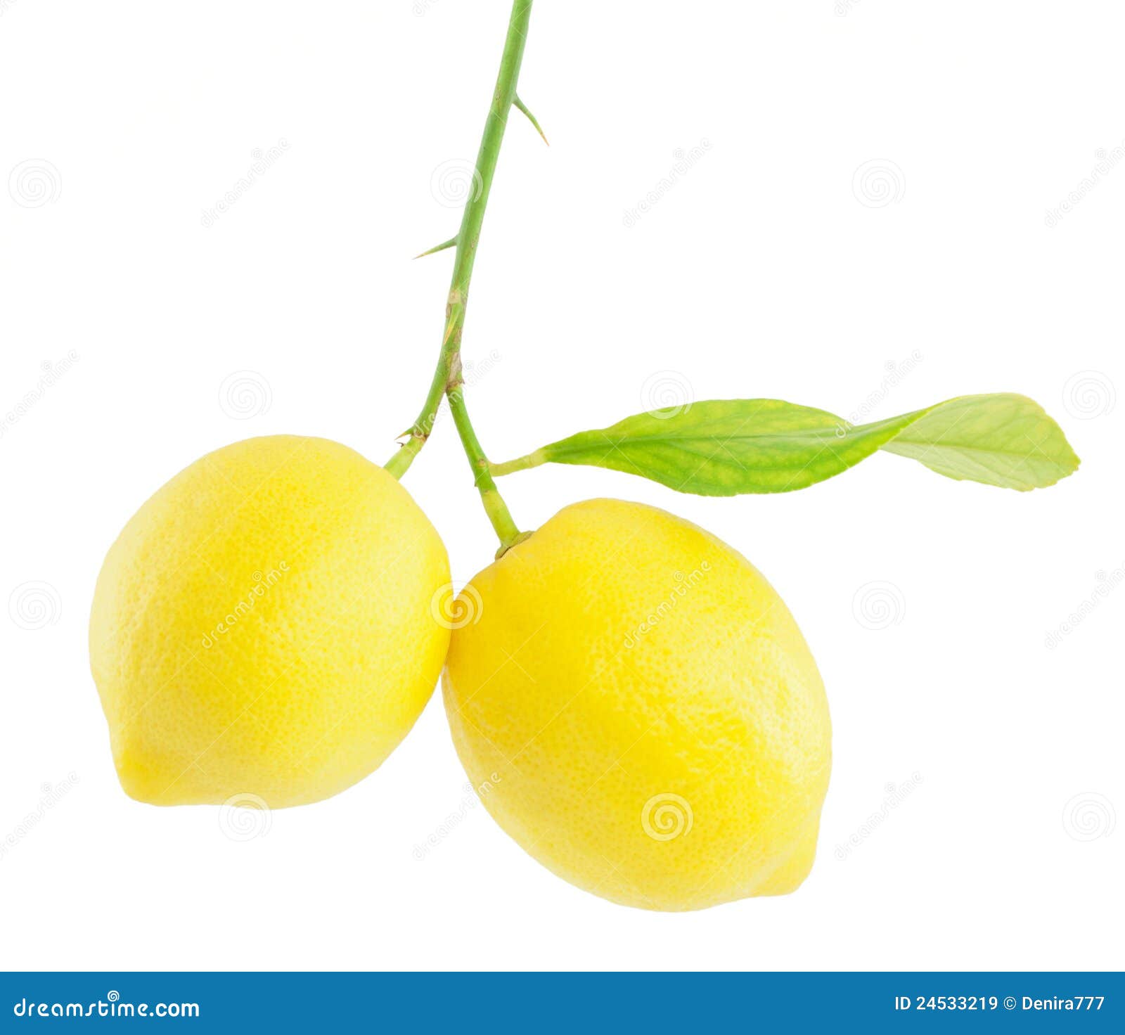 Lemon on a Branch with Leaf Stock Image - Image of healthy, branch ...