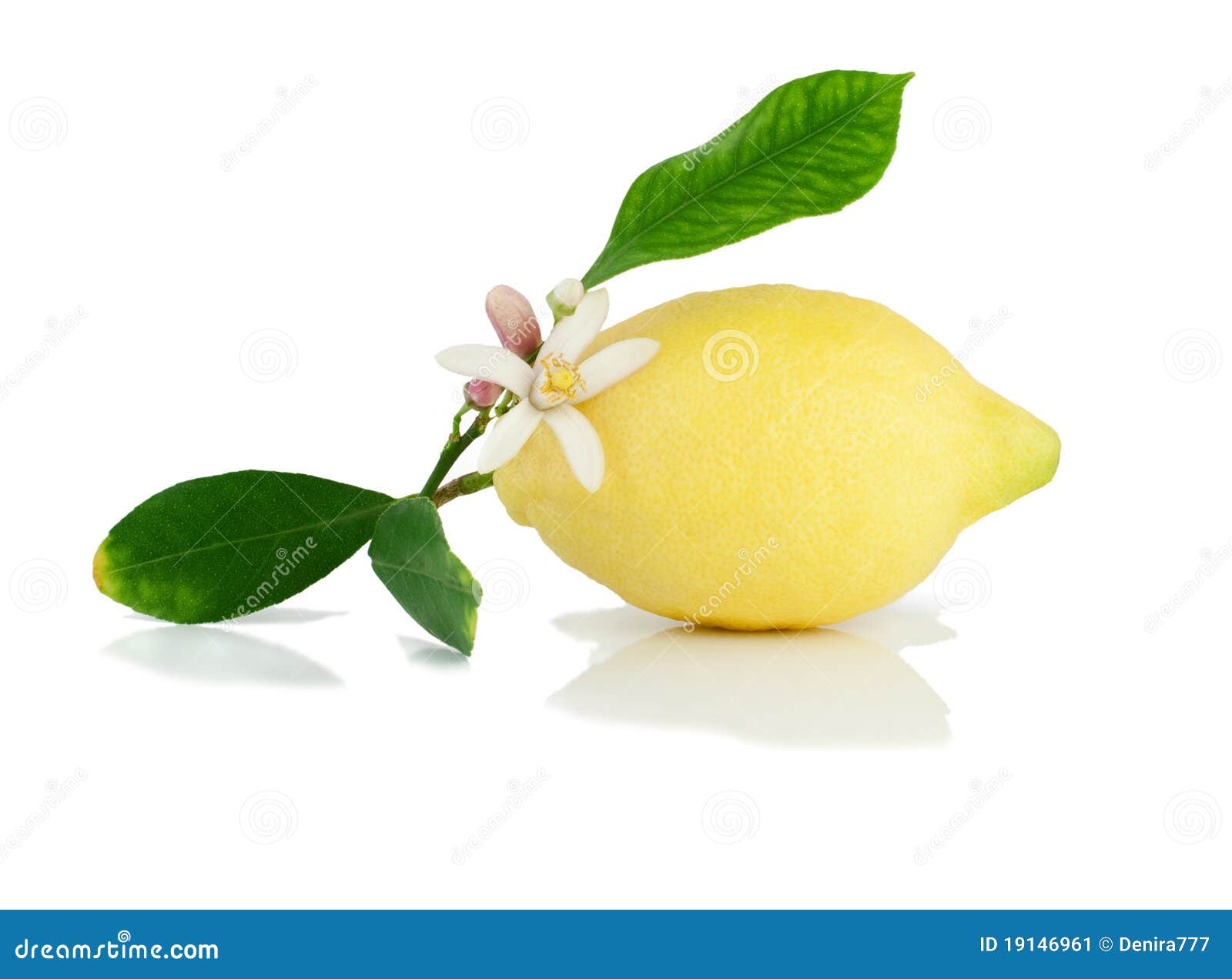 Lemon on a Branch with Leaves and a Flower. Stock Image - Image of ...