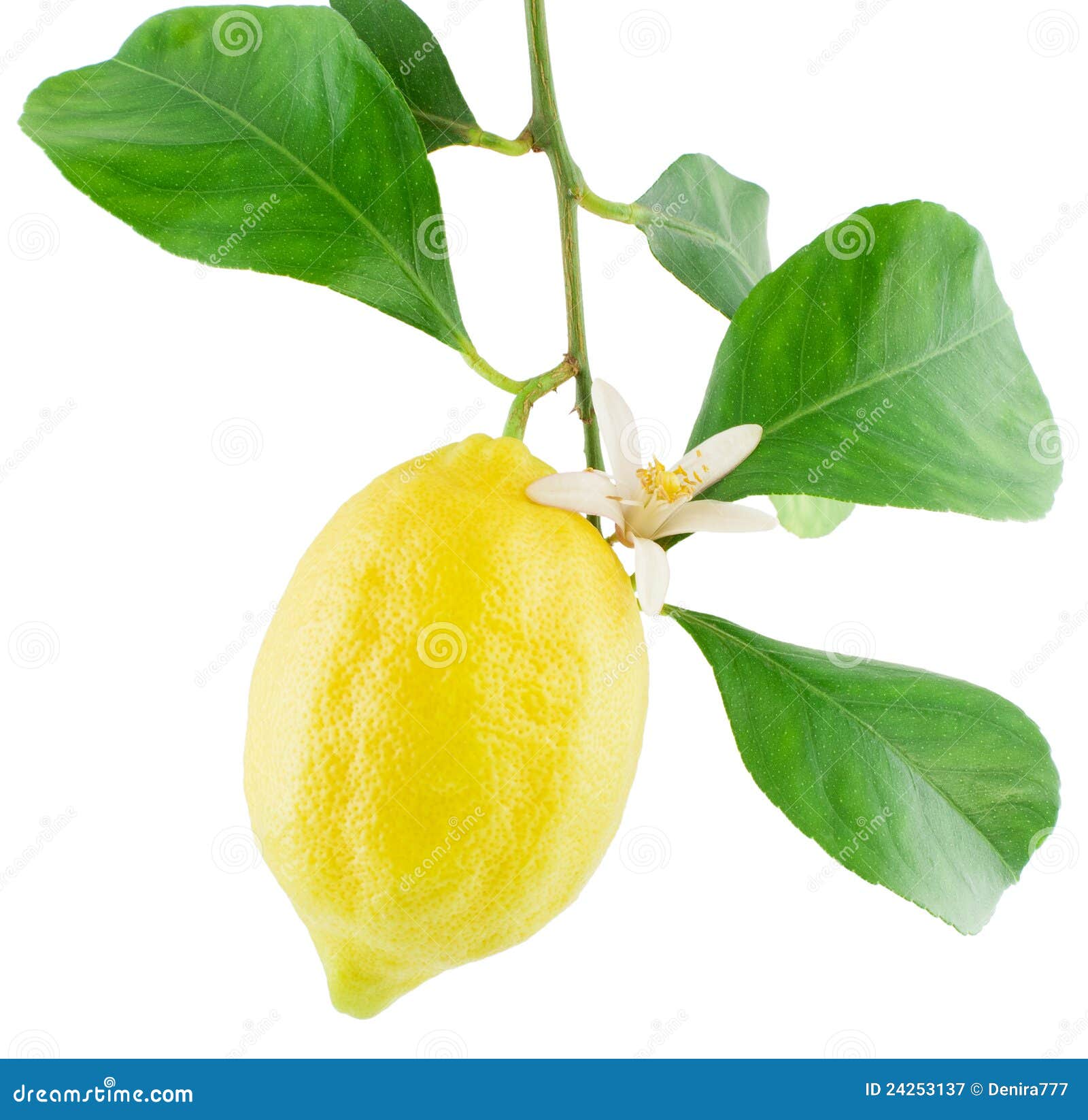 2,230 Lemon Branch Leaves Flower Photos - Free & Royalty-Free Stock ...