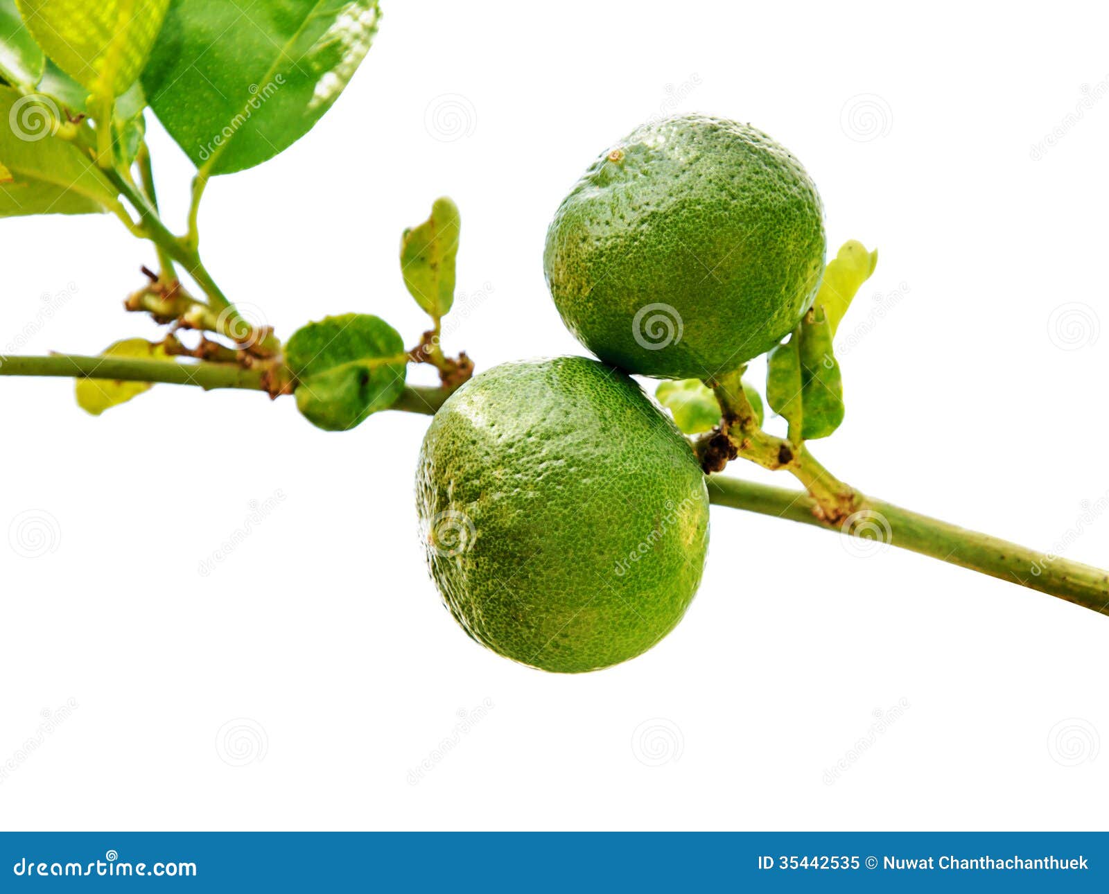 Lemon on a branch stock image. Image of macro, nature - 35442535