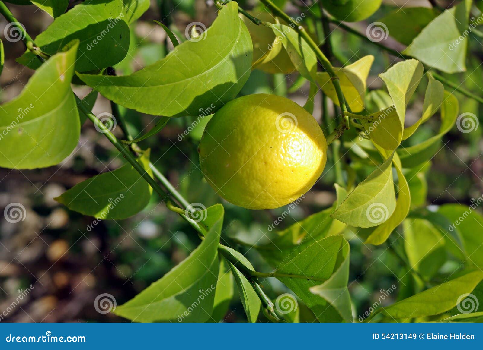 Lemon on a branch stock image. Image of fresh, beginning - 54213149